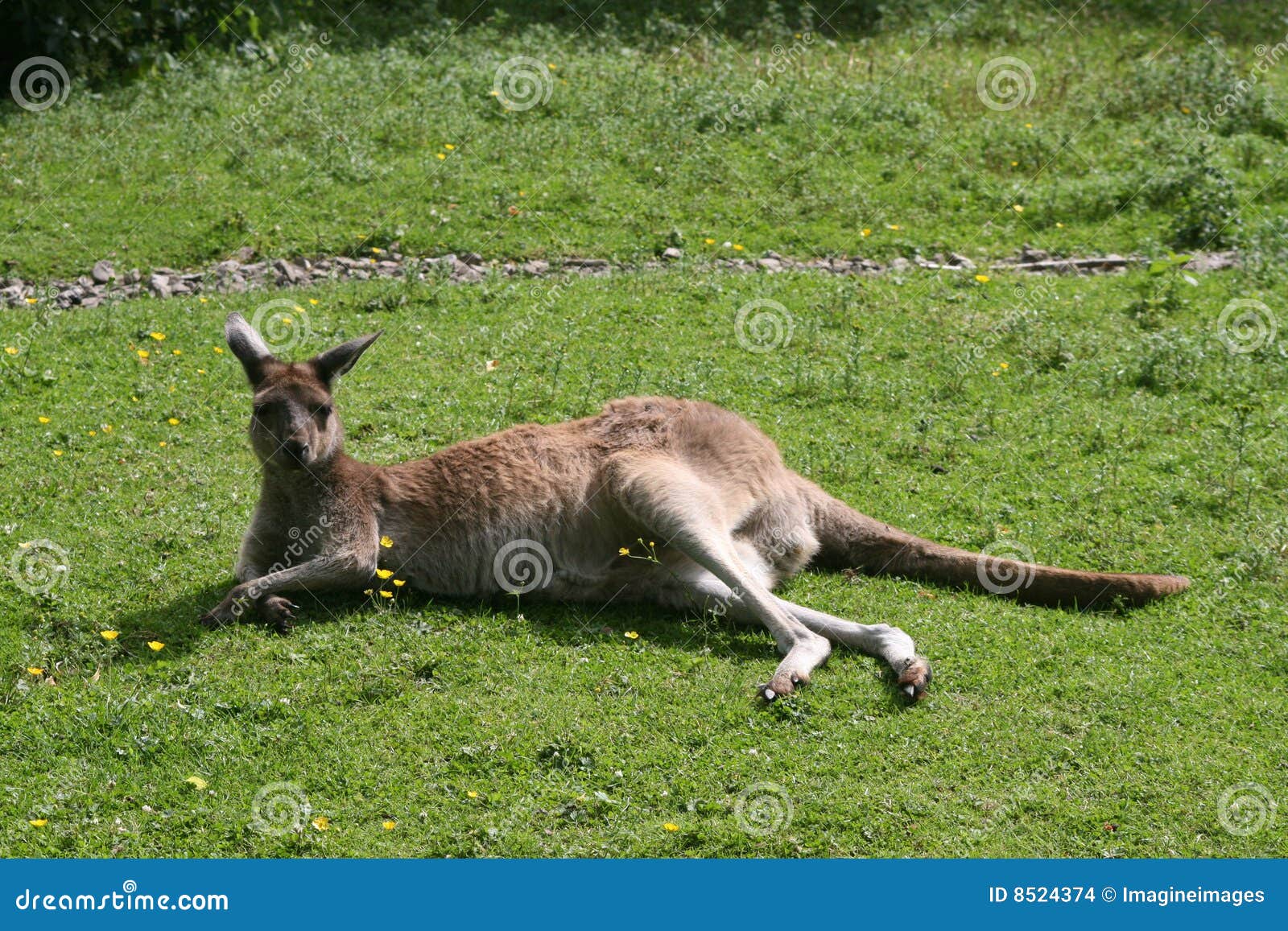 Canguru Cinzento Ocidental (Macropus Fuliginosis) Foto de Stock ...