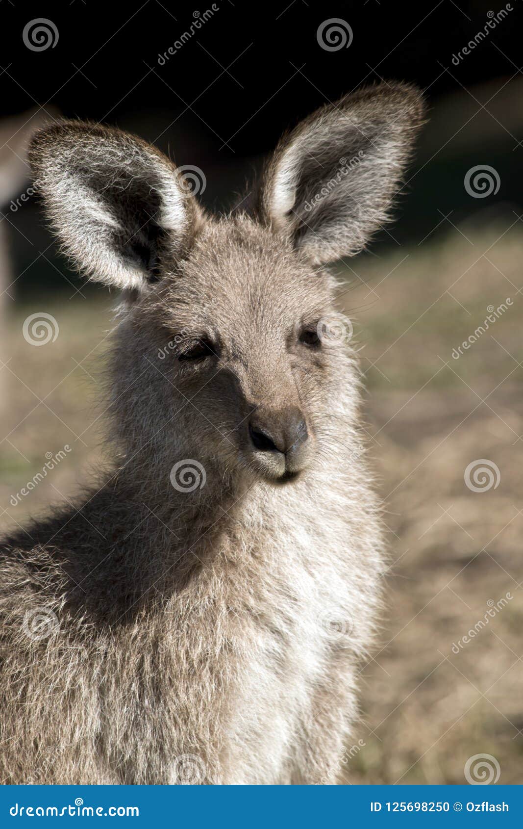 Canguru cinzento oriental foto de stock. Imagem de animal - 125698250