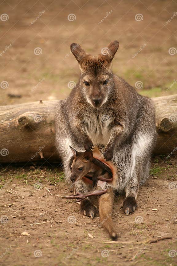 Canguru com bebê foto de stock. Imagem de cinzento, aussie - 730702