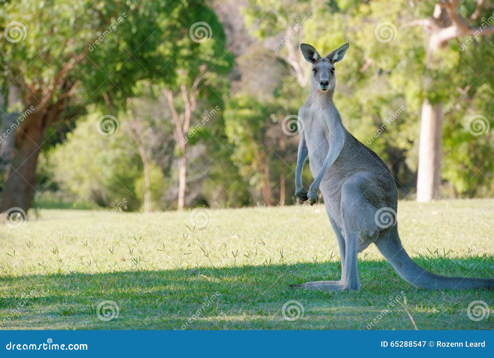 Canguru masculino forte imagem de stock. Imagem de fauna - 65288547