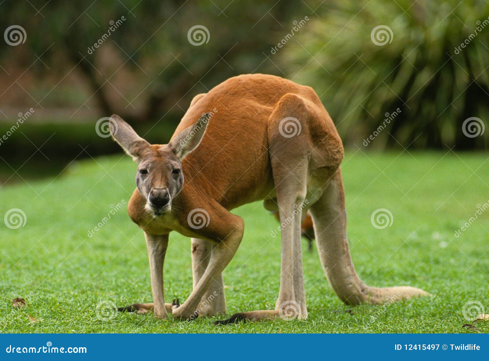 Canguru masculino grande imagem de stock. Imagem de vermelho - 12415497