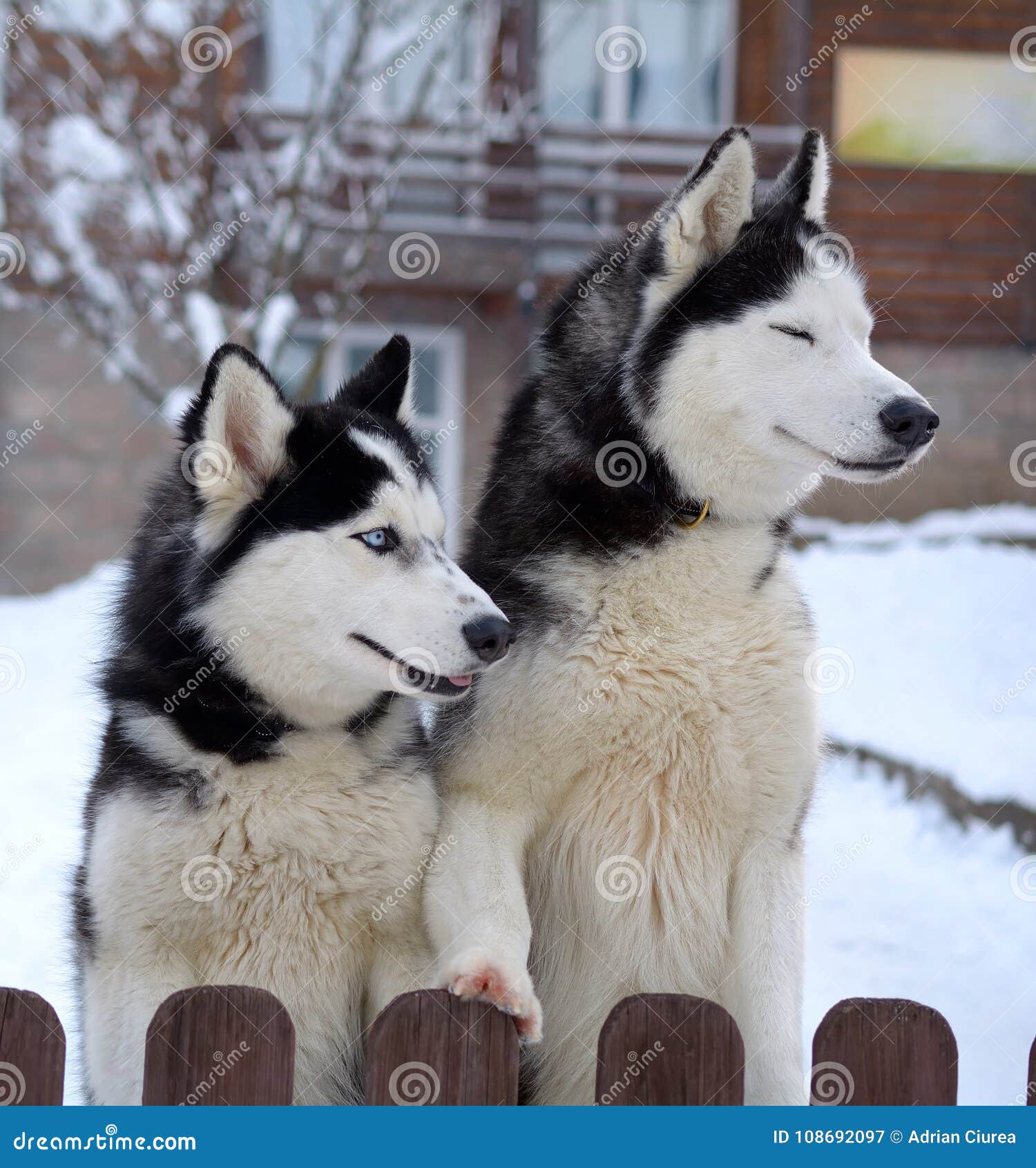 Cani Del Husky Nell'inverno Immagine Stock - Immagine di pavimentazione ...
