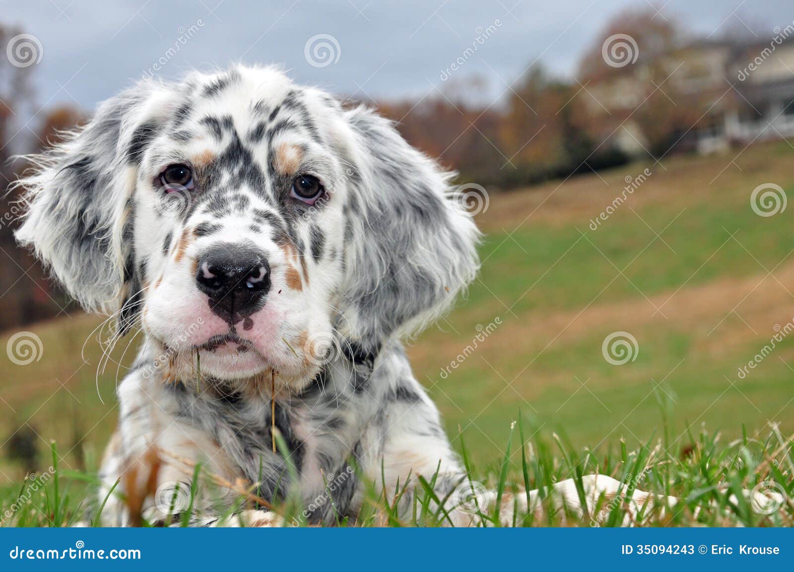 Cani del setter inglese immagine stock. Immagine di segugio - 35094243