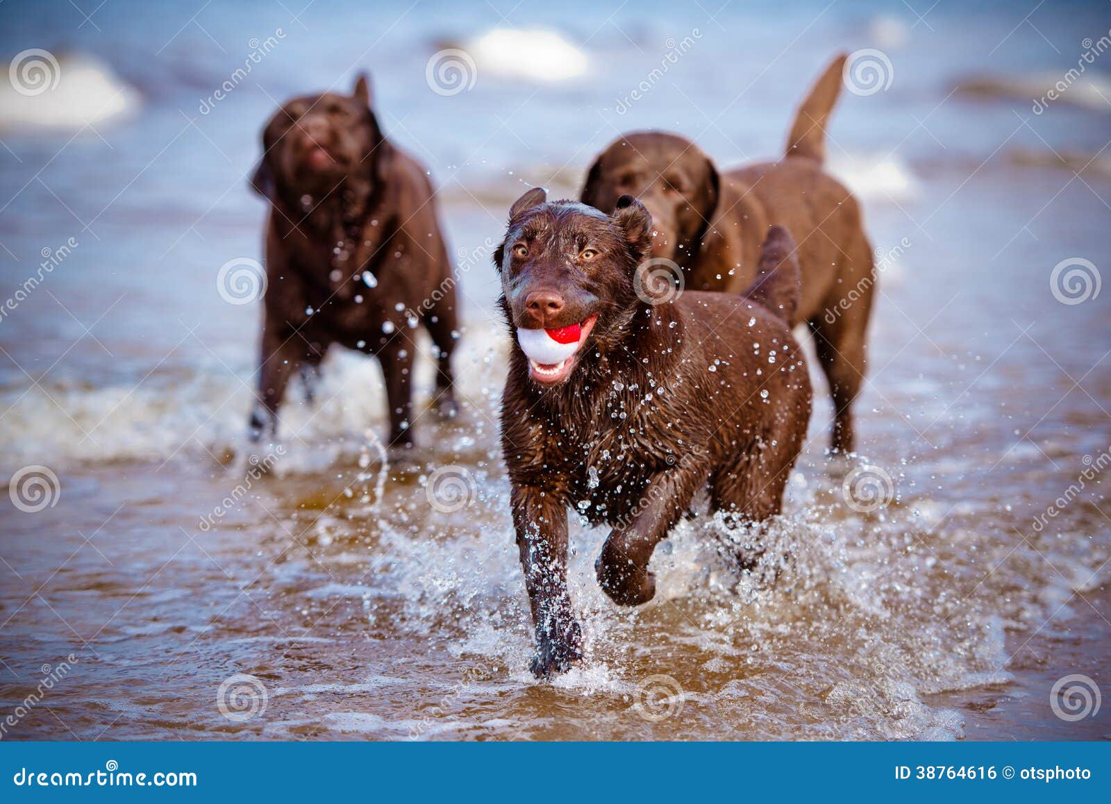 Cani Di Labrador Retriever Che Giocano Al Mare Fotografia Stock ...