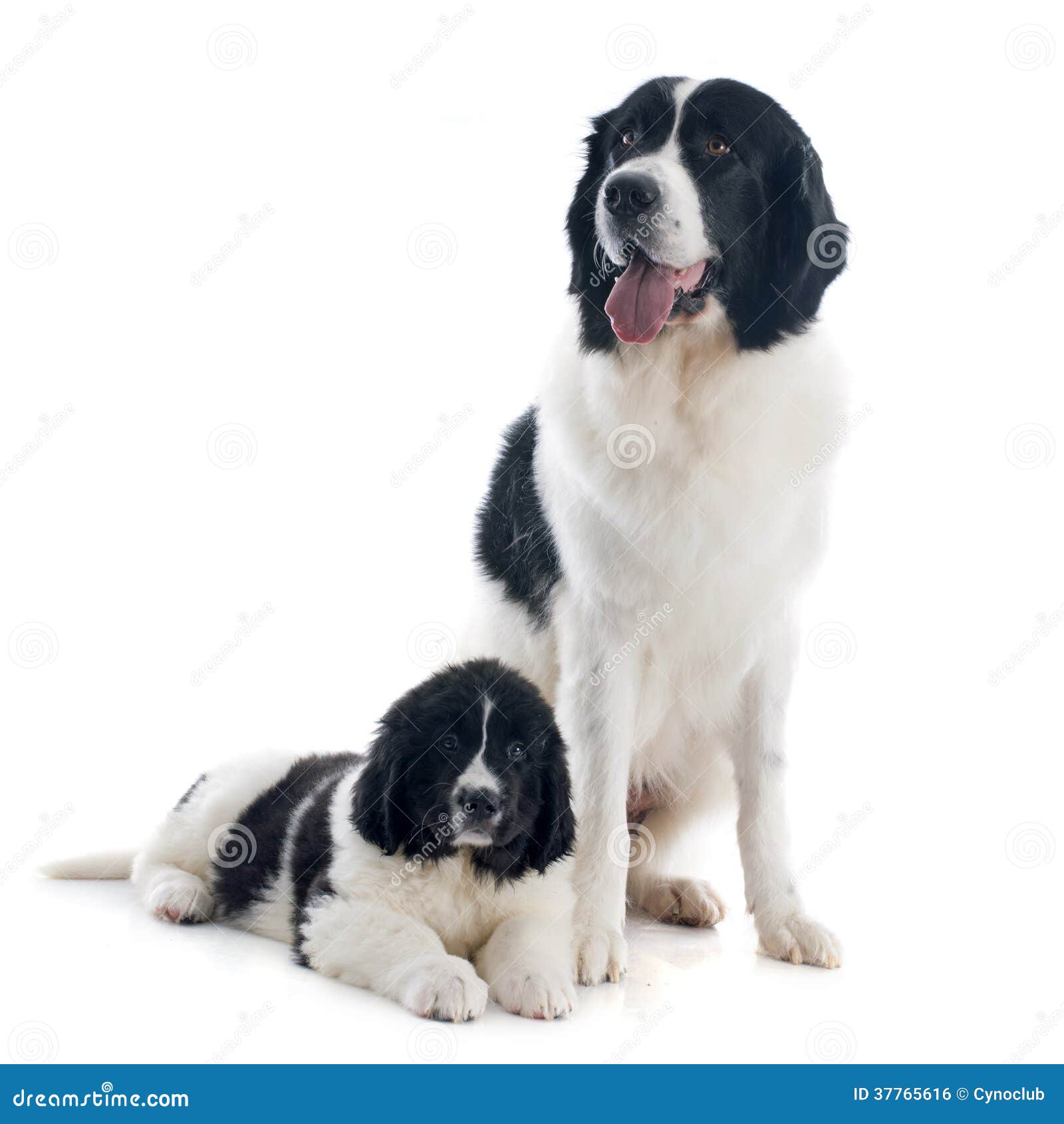 Cani di Landseer fotografia stock. Immagine di terranova - 37765616