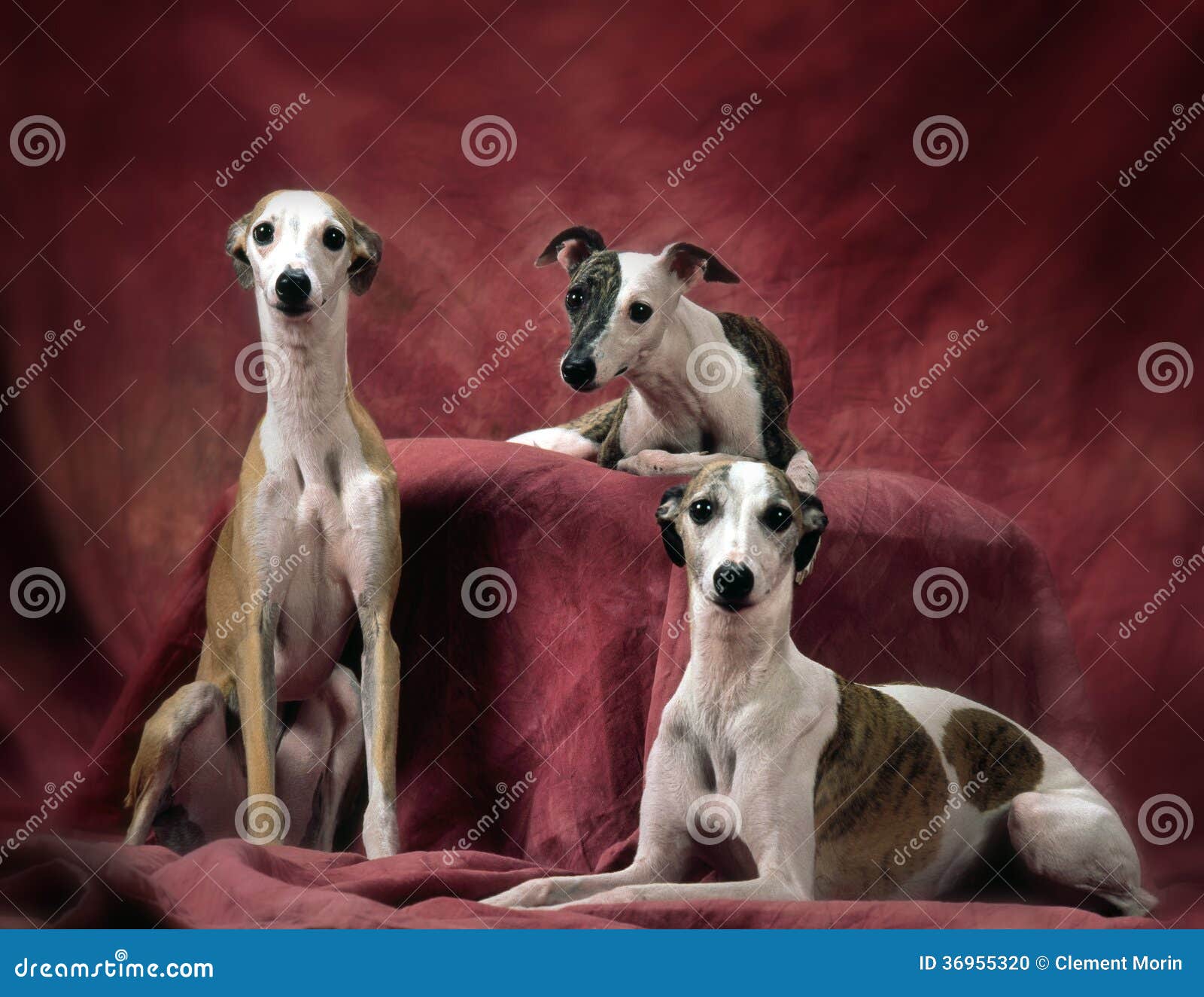 3 Cani Di Piccoli Levrieri Inglesi Fotografia Stock - Immagine di cane ...