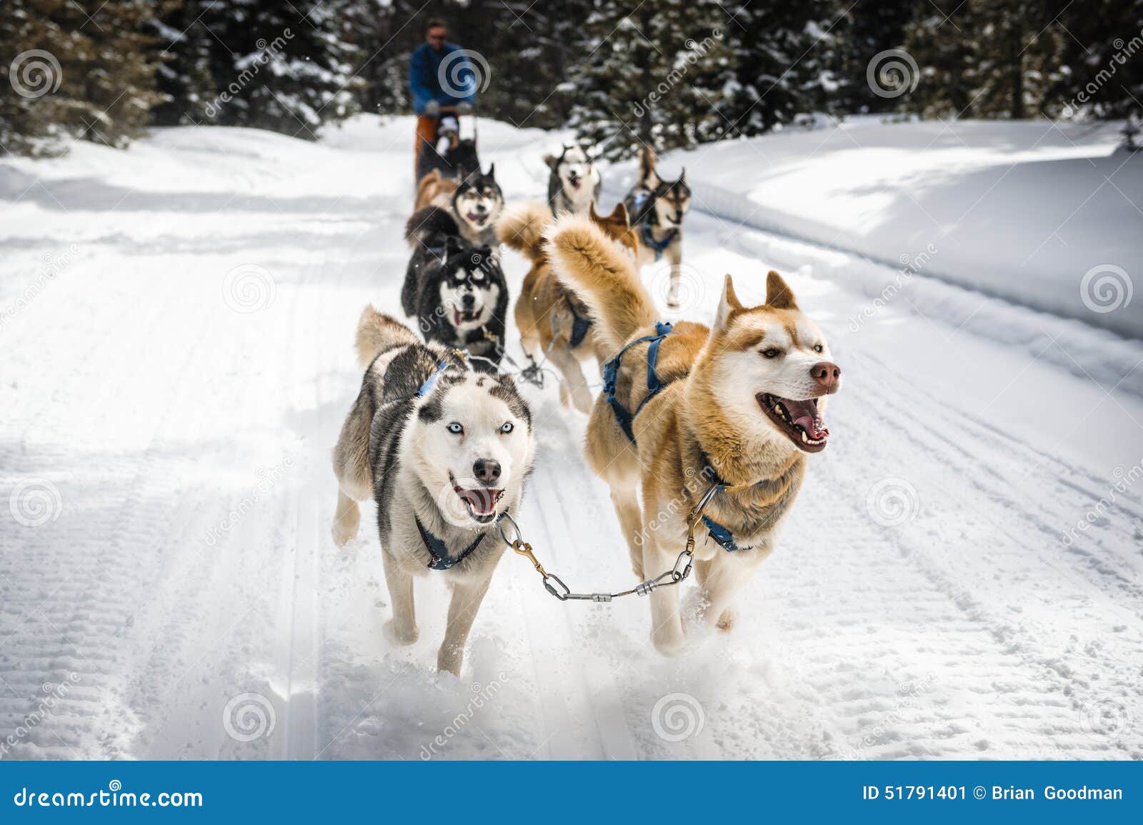 Cani di slitta immagine stock. Immagine di inseguimento - 51791401