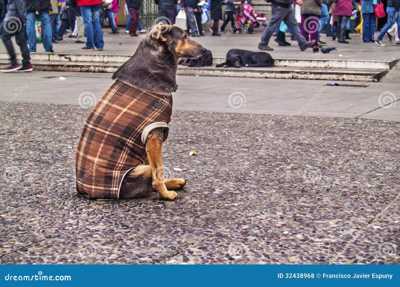 Cani randagi fotografia stock. Immagine di cappotto, messo - 32438968