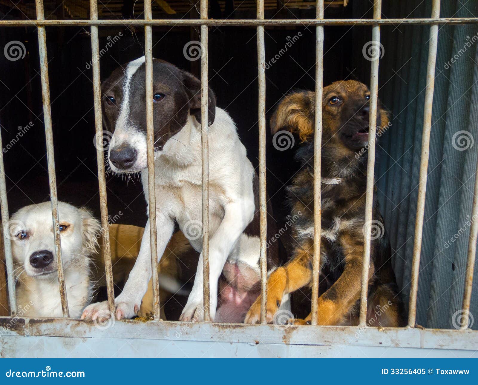 Cani randagi immagine stock. Immagine di gabbia, cani - 33256405