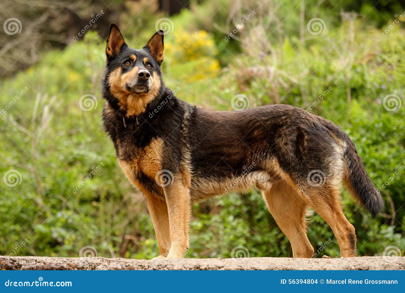 Cani Randagi Dell'isola Di La Palma Fotografia Stock - Immagine di ...