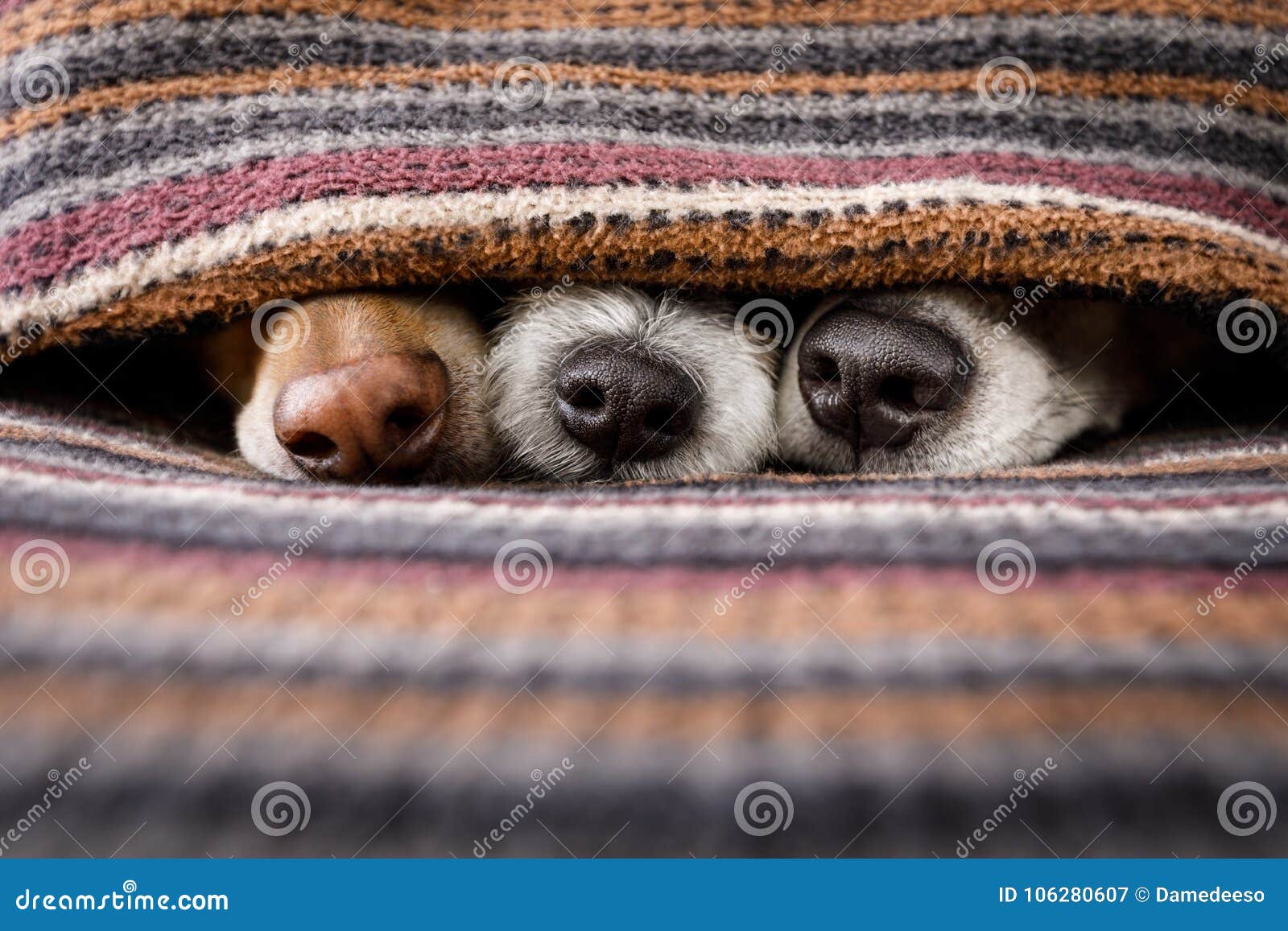 Cani Sotto La Coperta Insieme Immagine Stock - Immagine di felice ...