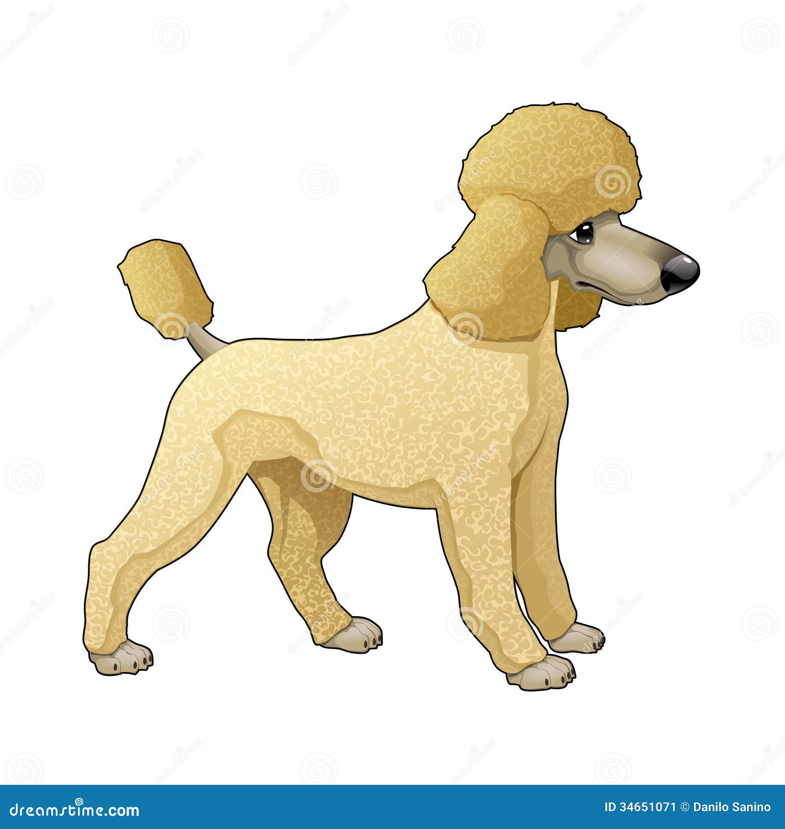 Caniche ilustración del vector. Ilustración de aislado - 34651071