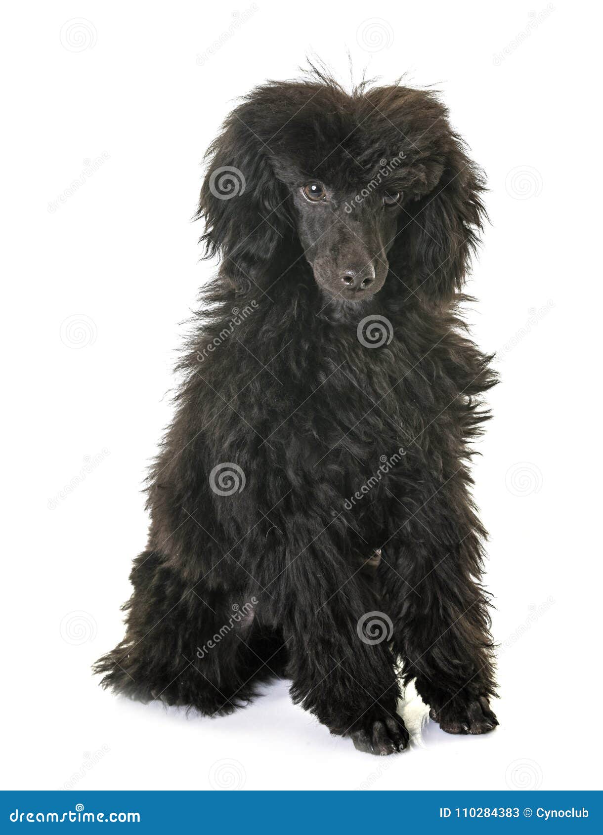 Caniche brun de chiot image stock. Image of fond, carniche - 110284383