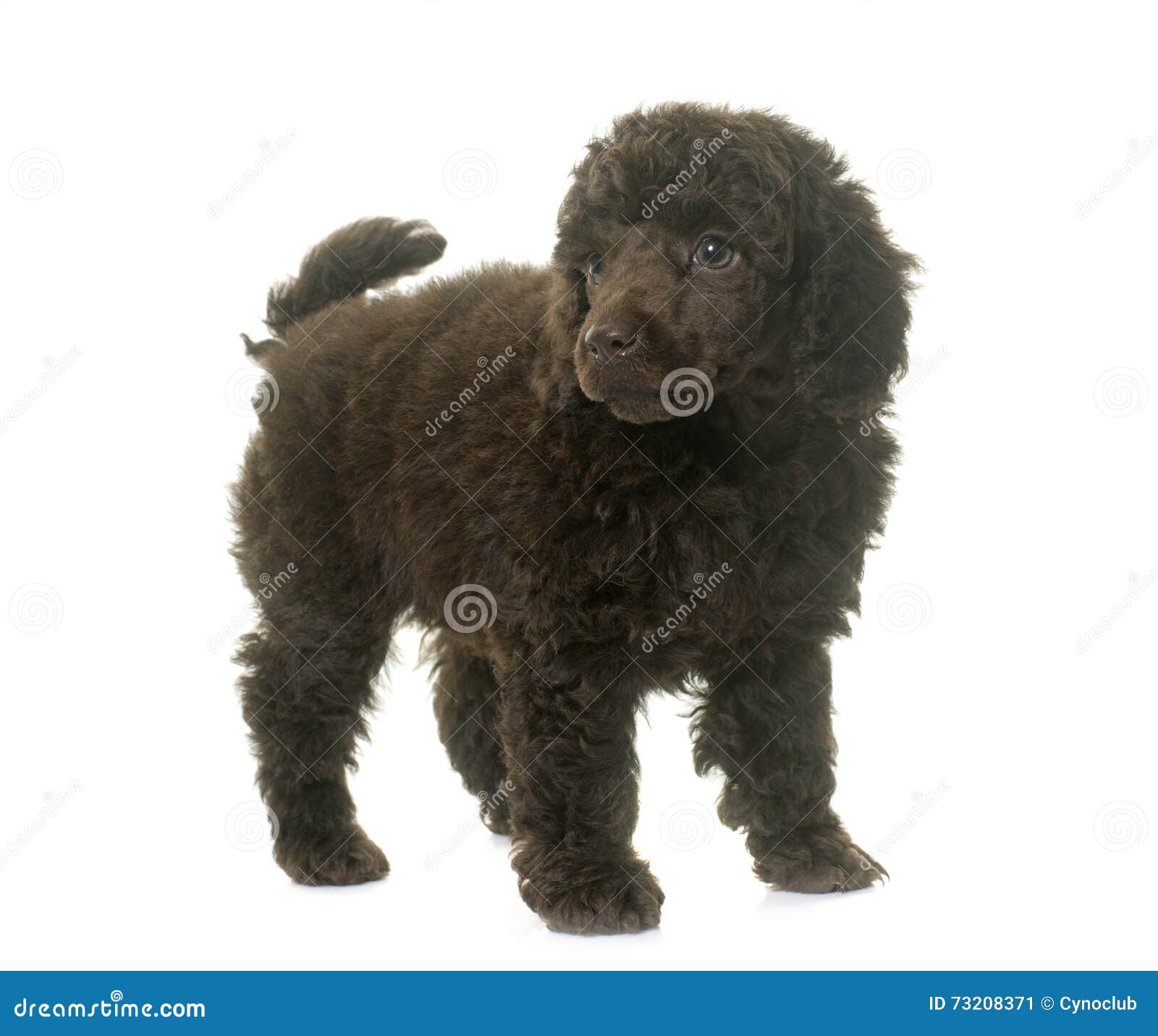 Caniche brun de chiot image stock. Image du jouet, fond - 73208371