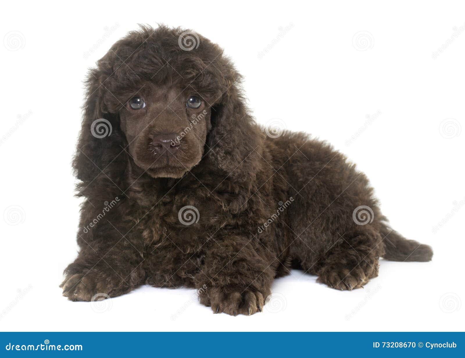 Caniche brun de chiot photo stock. Image du brun, carniche - 73208670