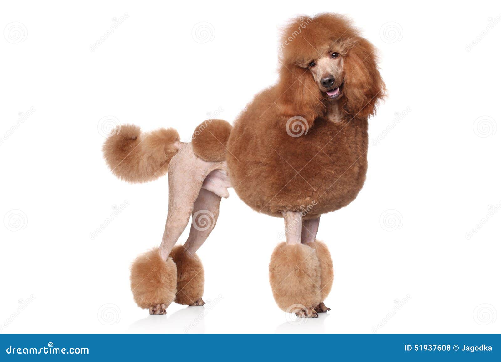 Caniches Royaux Rouges Standard Caniche Noir Assis Sur Une Journée