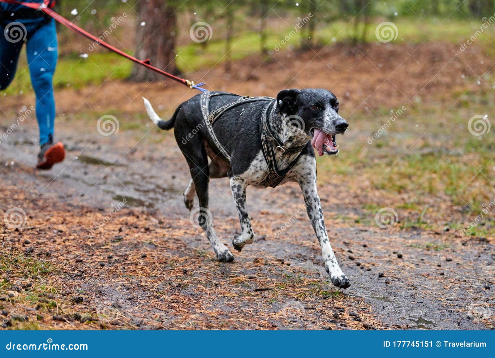Canicross dog mushing race stock image. Image of friendship - 177745151