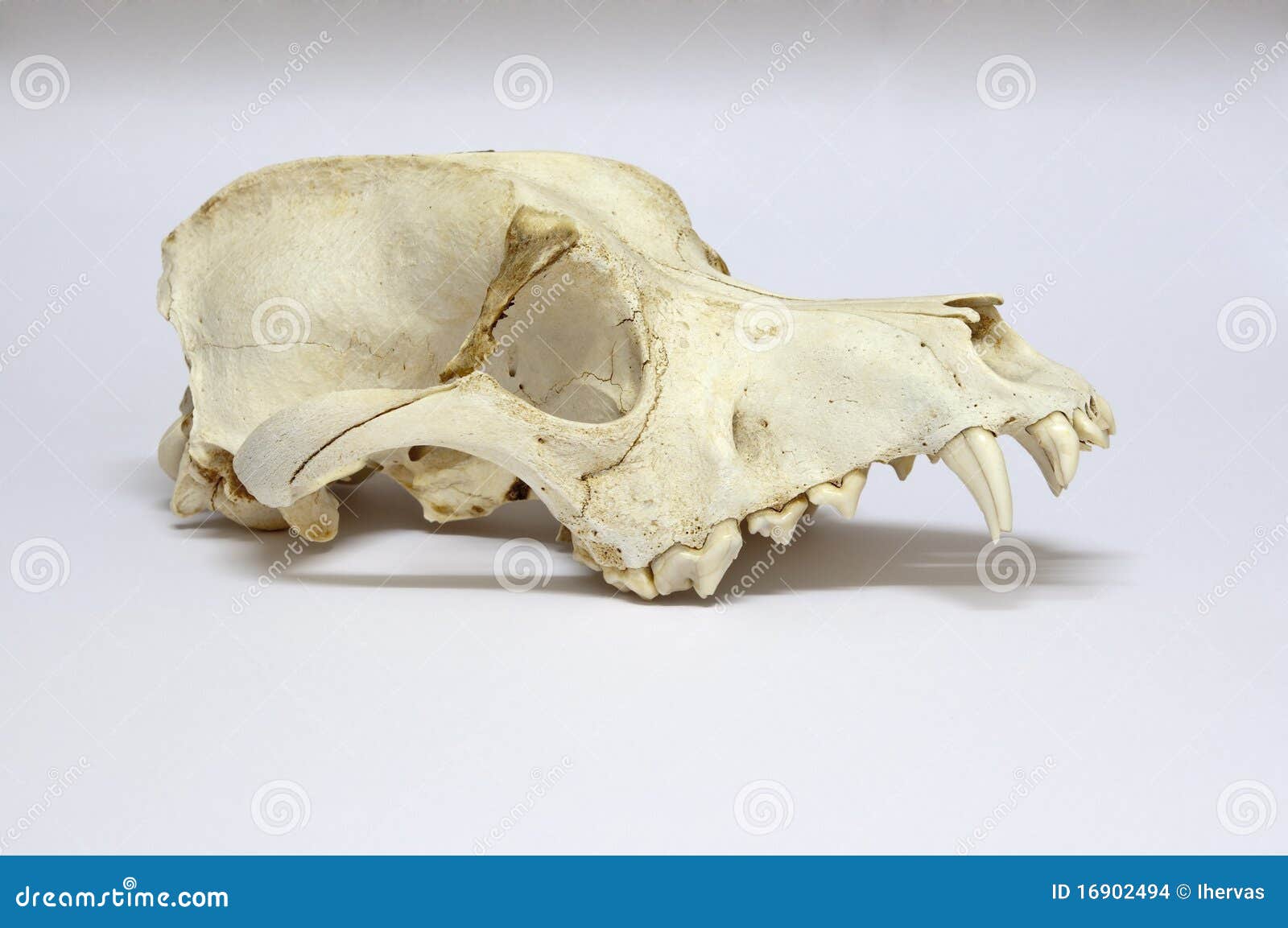 Dog Skull Teeth Stock Photos by Megapixl