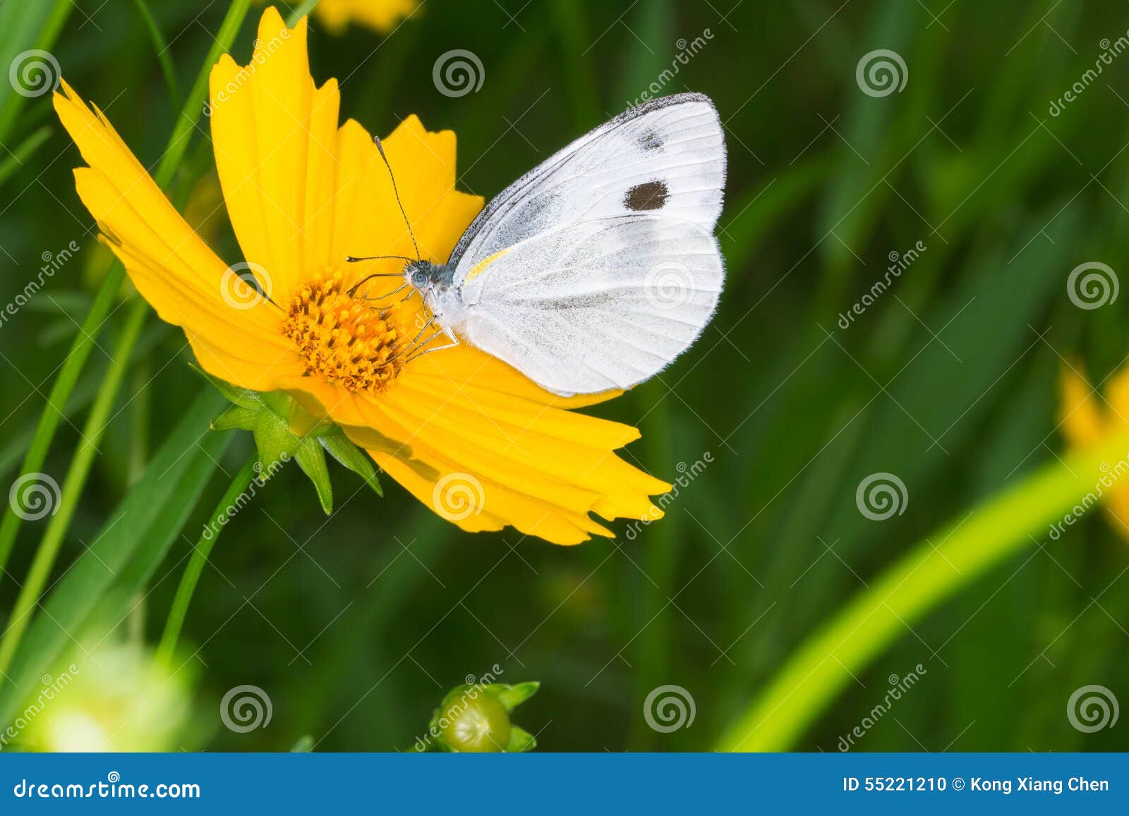 Canidia del Pieris fotografia stock. Immagine di fiori - 55221210