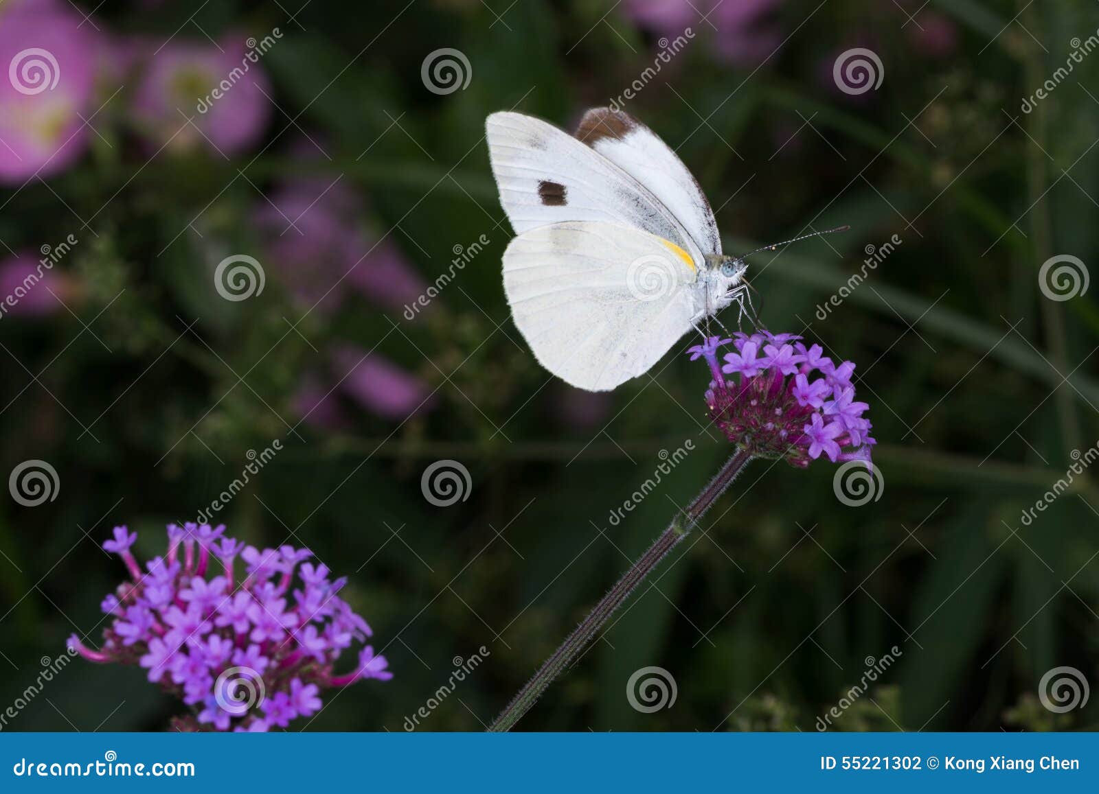Canidia del Pieris foto de archivo. Imagen de flores - 55221302
