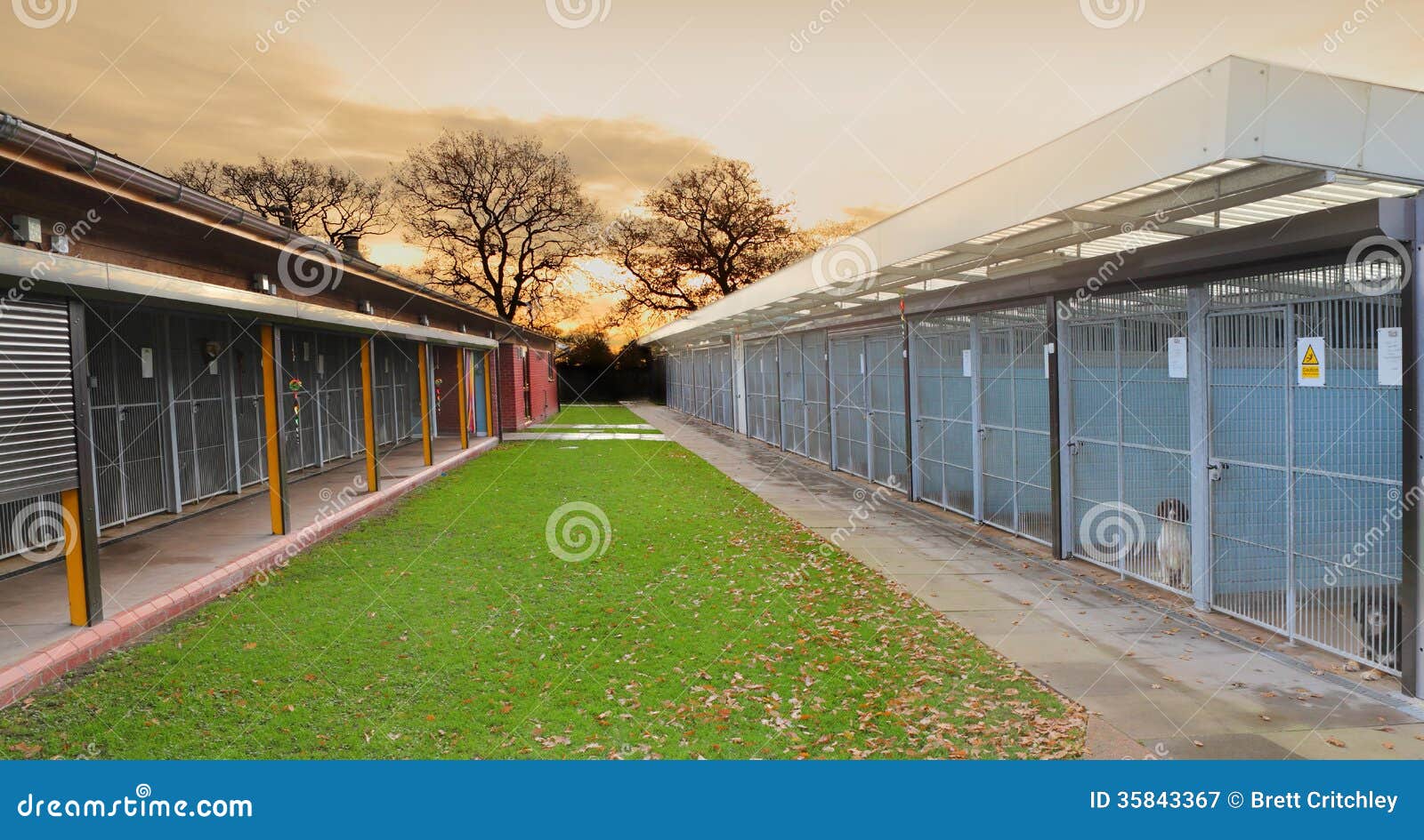 Canile immagine stock. Immagine di libbra, centro, differente - 35843367