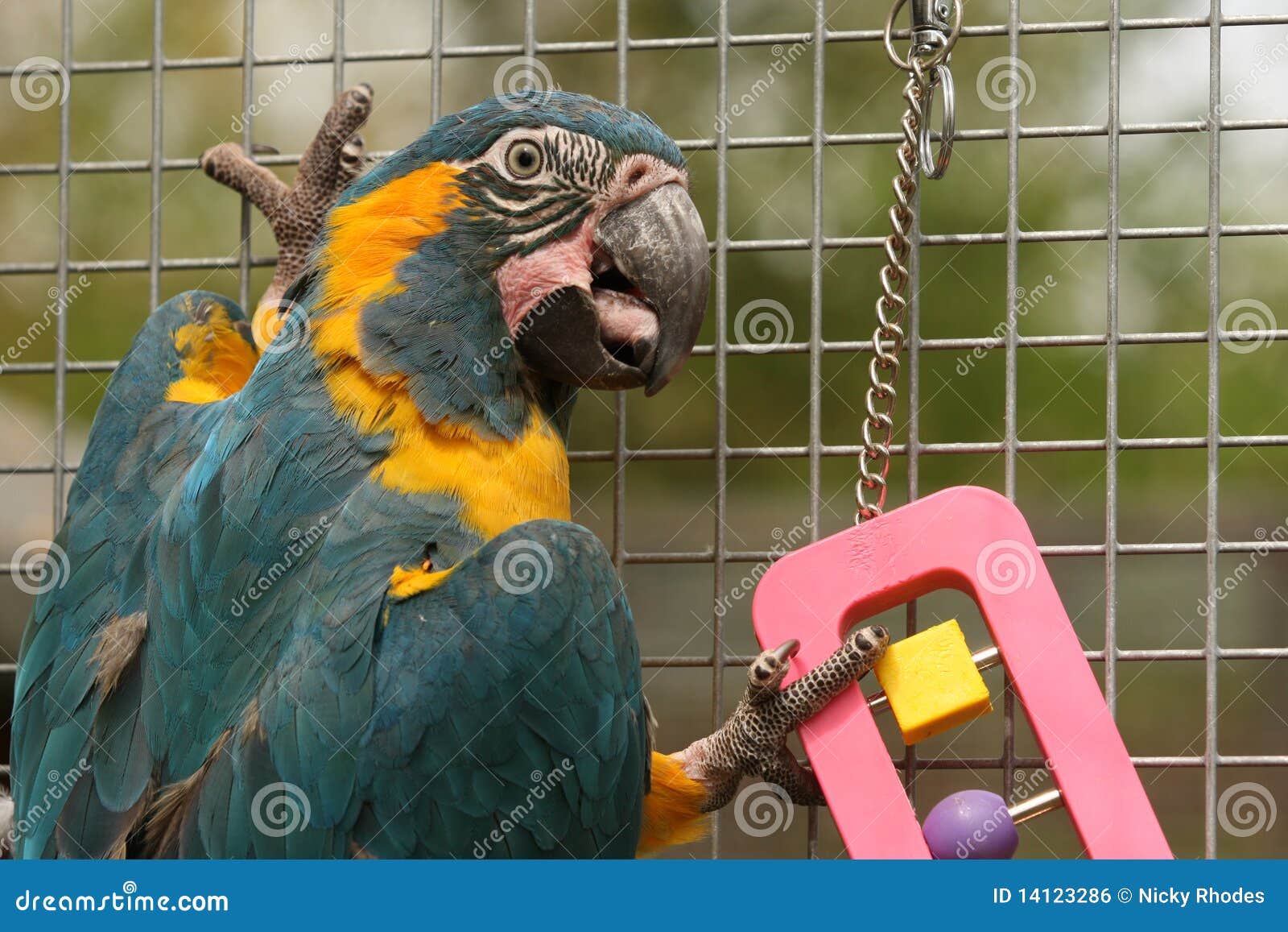 CanindÃ© Macaw, Also Known As Yellow-bellied Macaw, Blue And Yellow ...