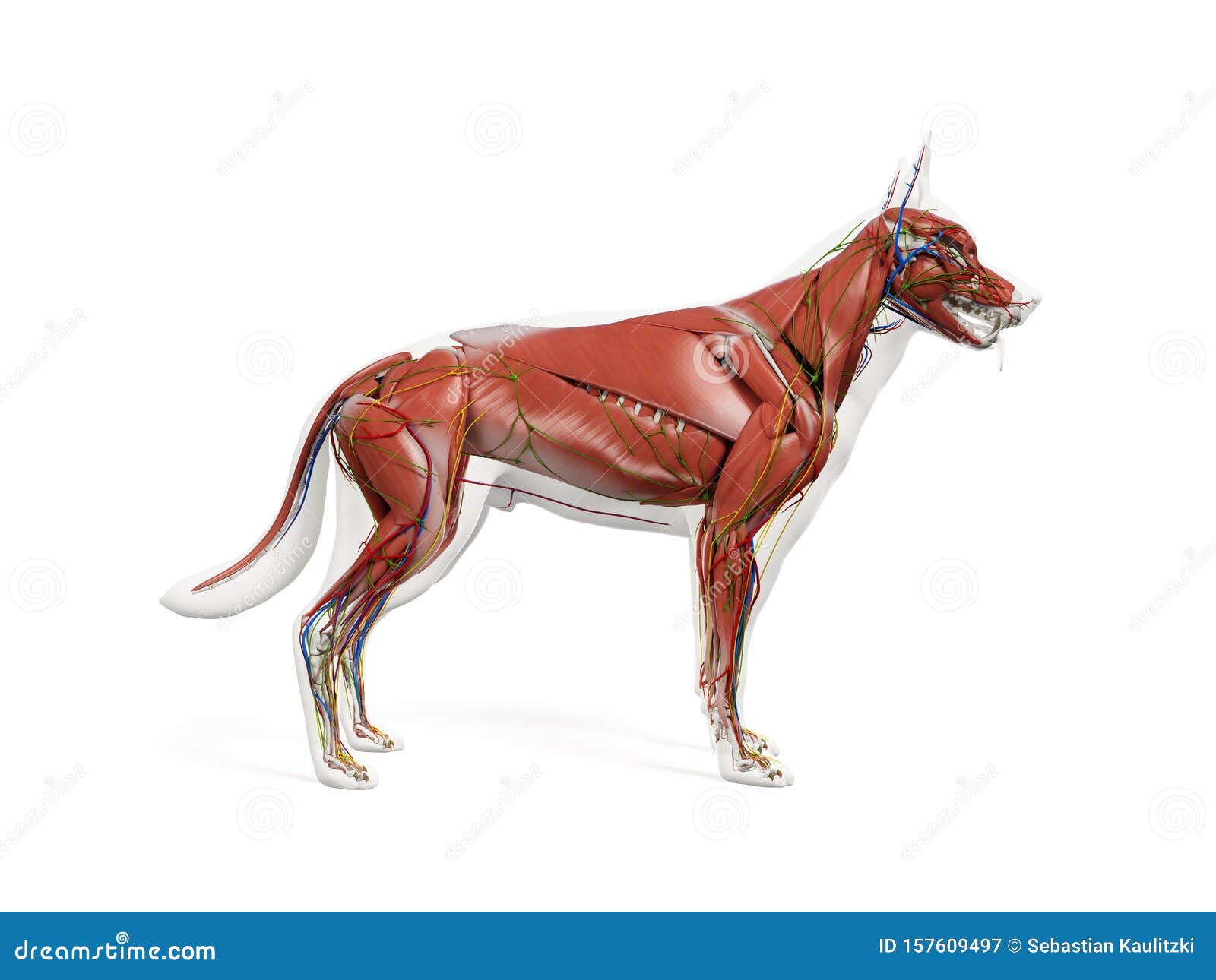 The Canine Anatomy Royalty-Free Illustration | CartoonDealer.com #157609497