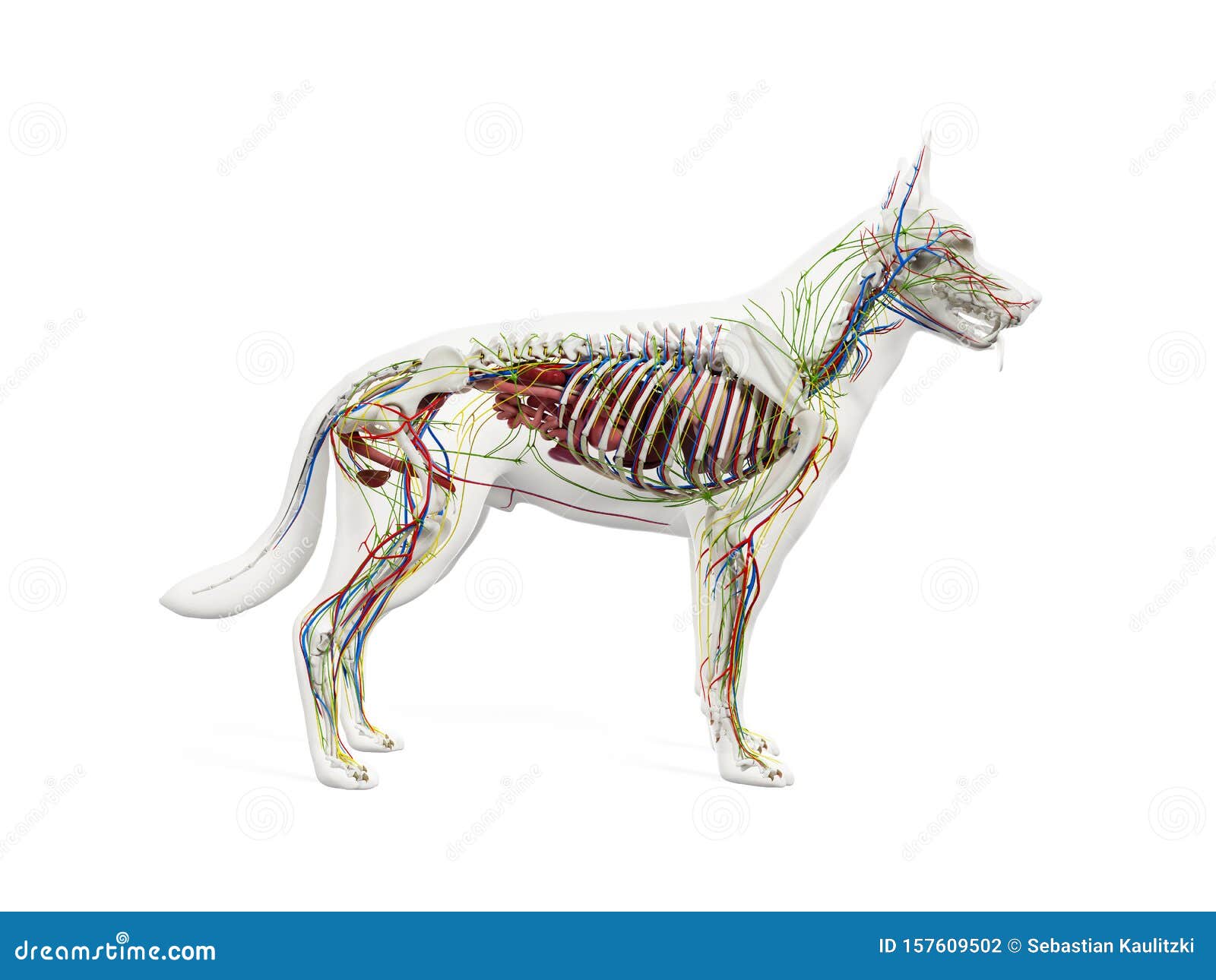 The canine anatomy stock illustration. Illustration of scientific ...