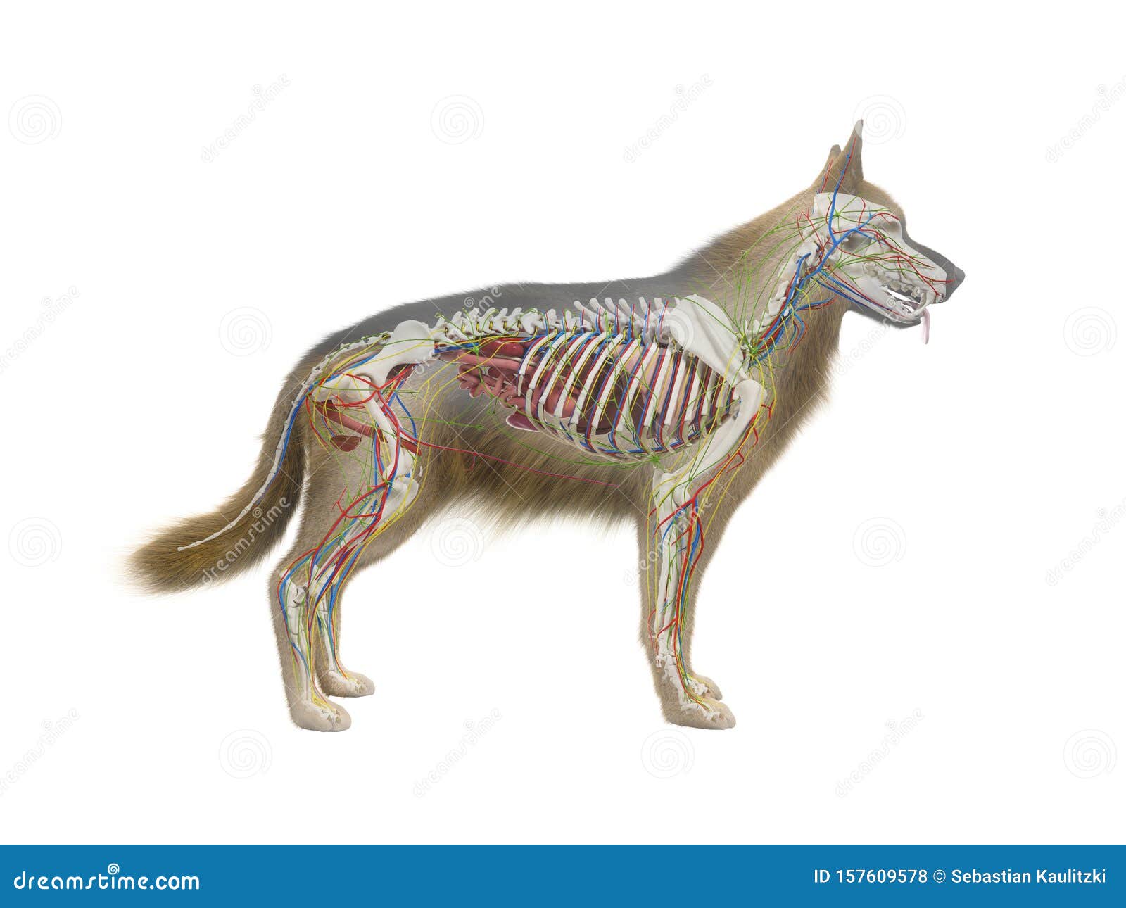 The canine anatomy stock illustration. Illustration of veins - 157609578