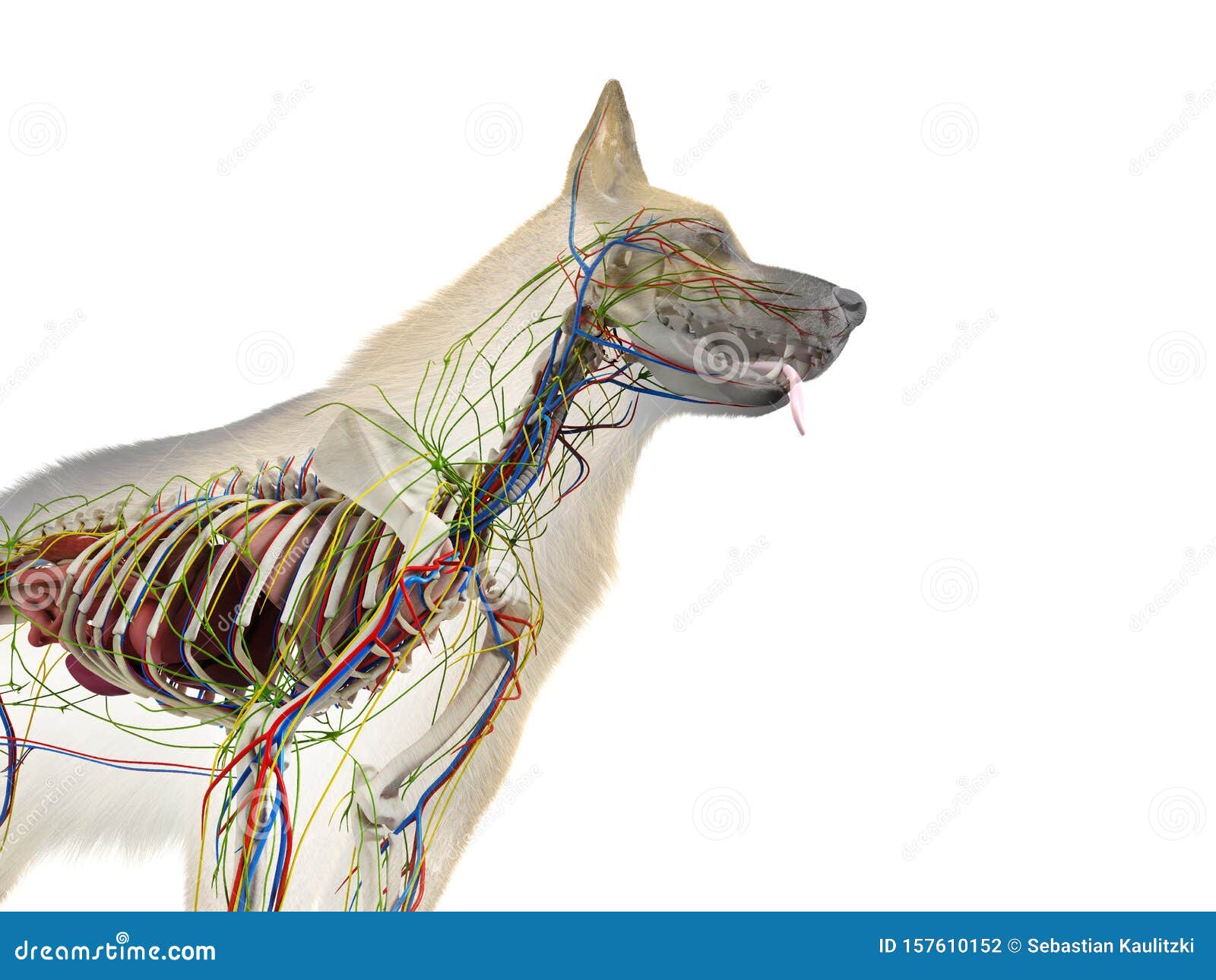 The canine anatomy stock illustration. Illustration of spine - 157610152