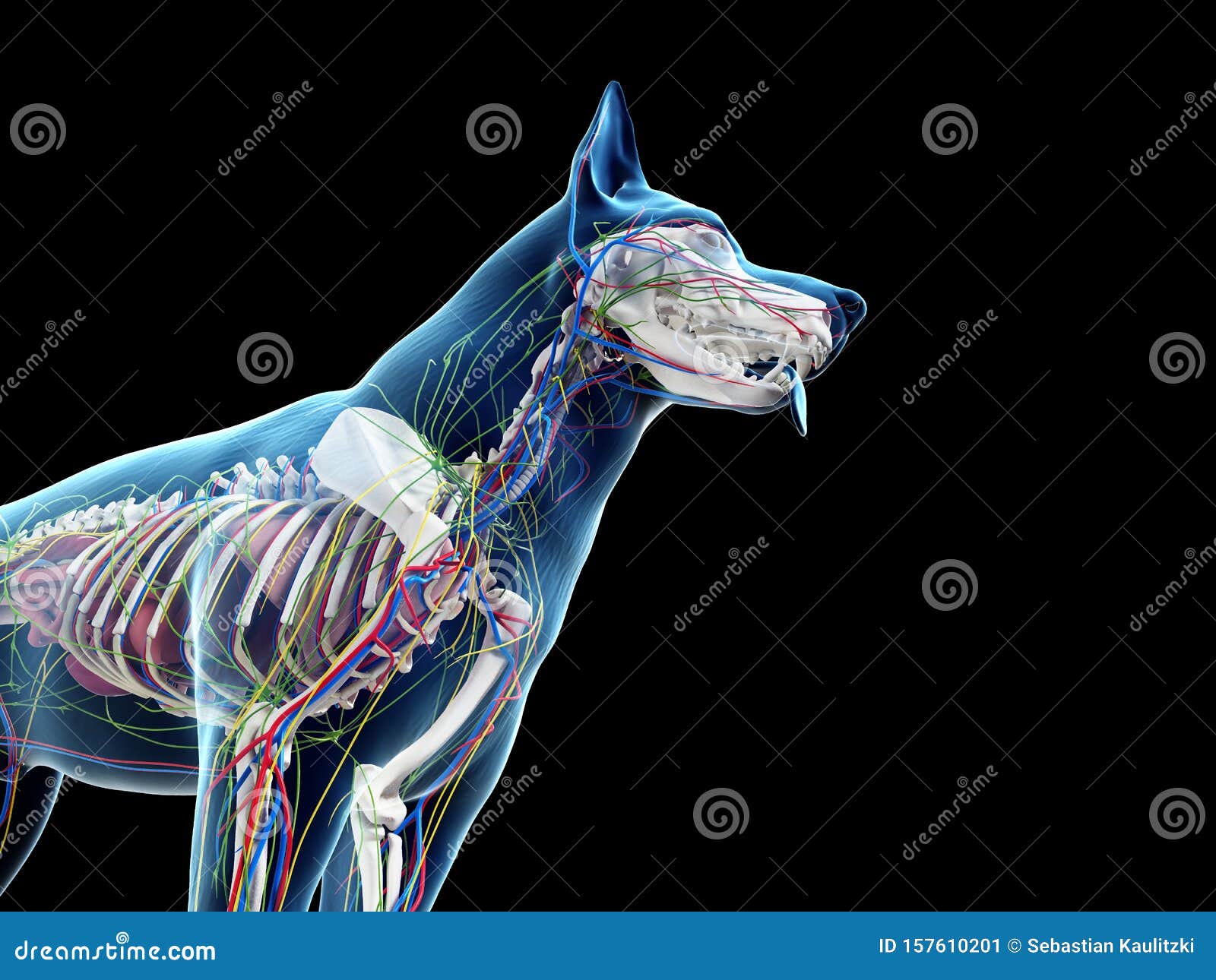 The canine anatomy stock illustration. Illustration of biology - 157610201