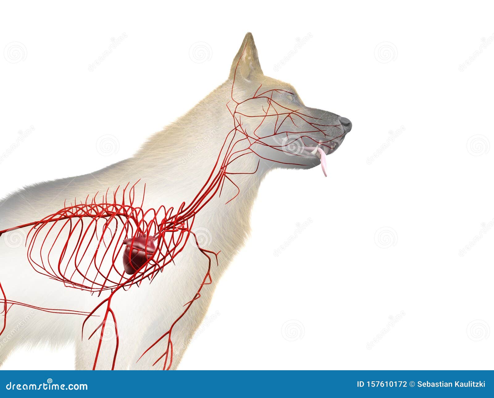 The canine arteries stock illustration. Illustration of body - 157610172
