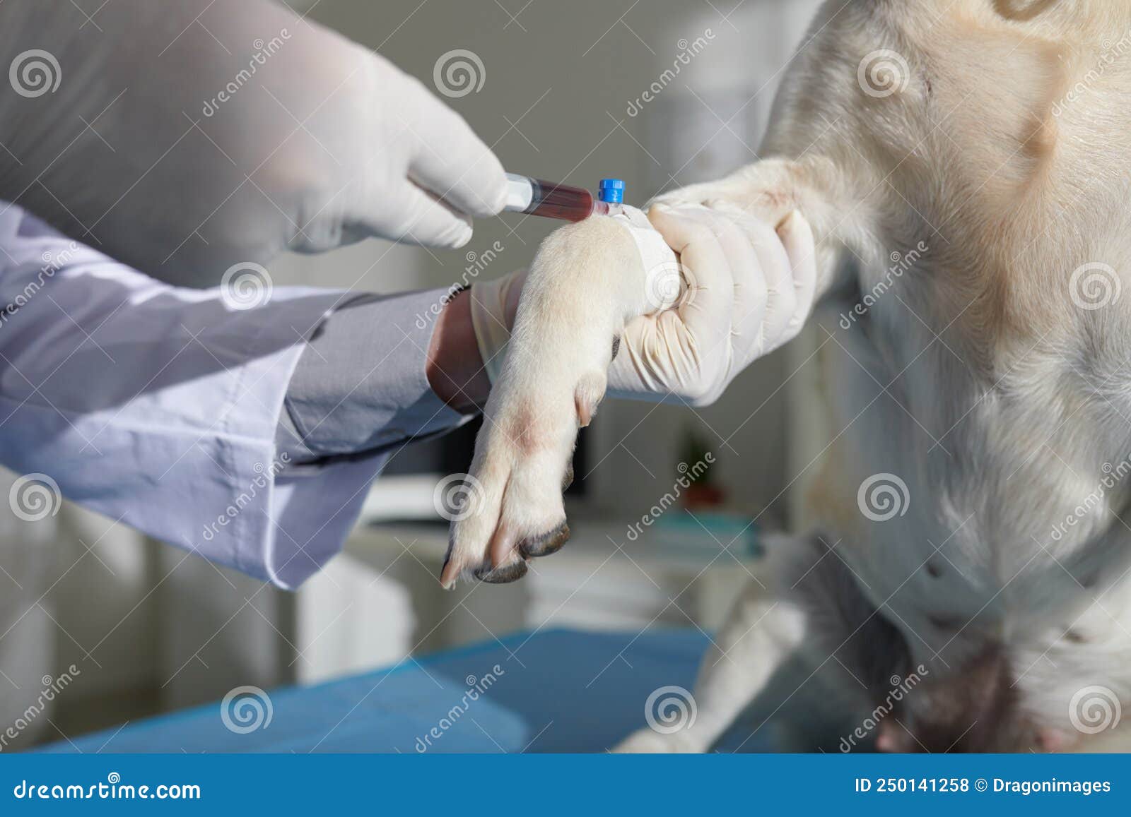 Canine Blood Collection stock photo. Image of exam, venipuncture ...