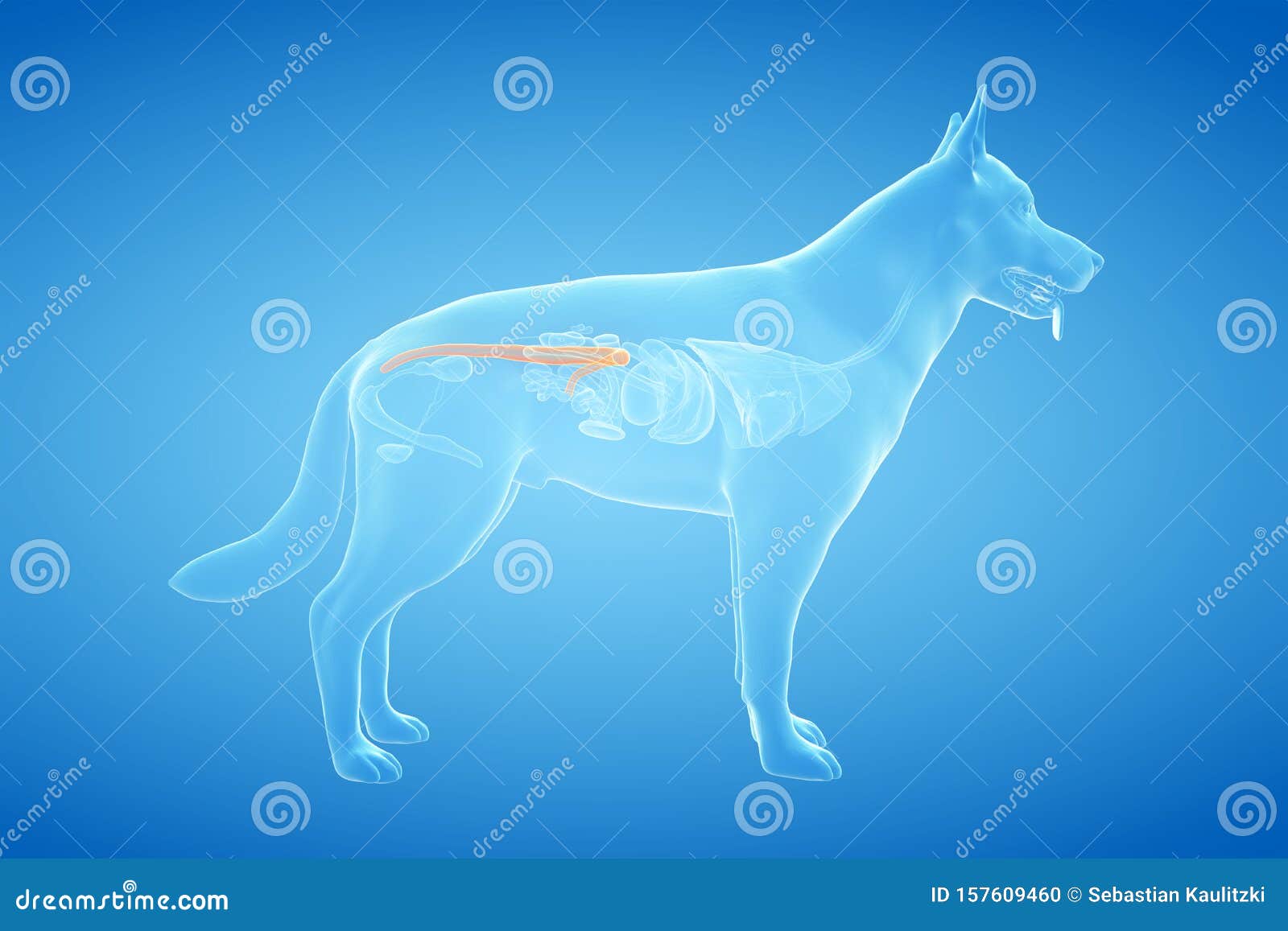 The canine colon stock illustration. Illustration of structure - 157609460