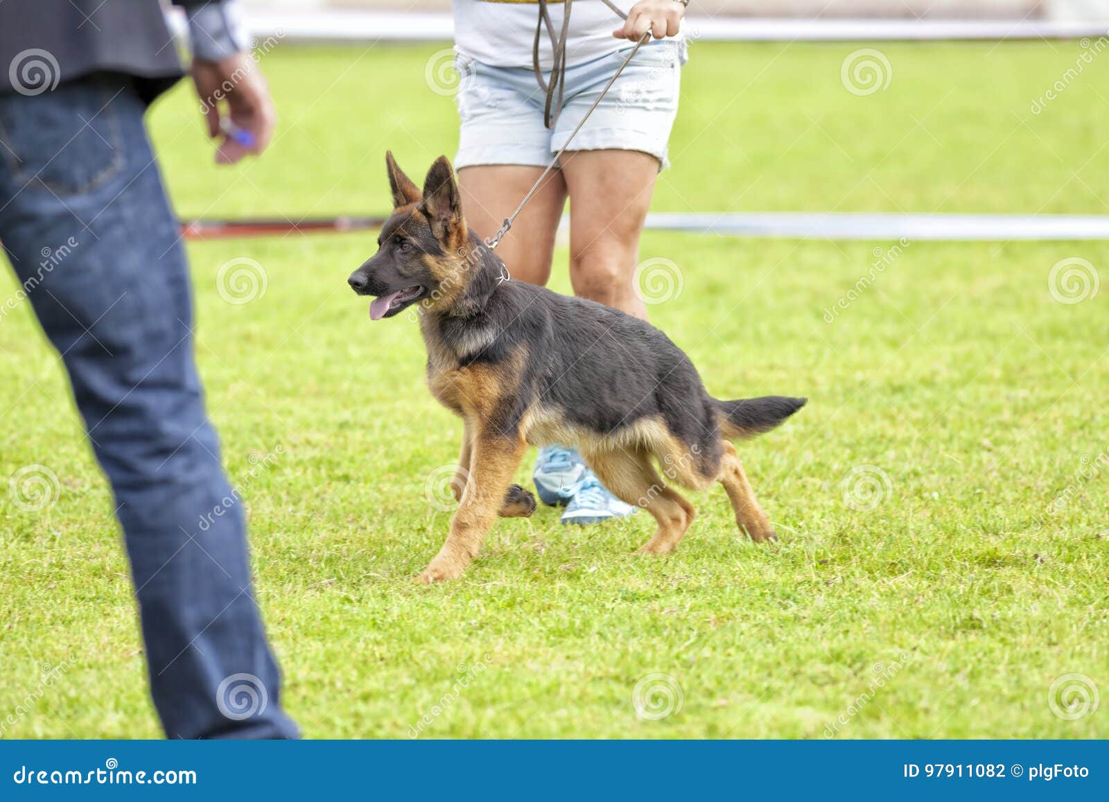 Canine contest. stock photo. Image of champion, obedient - 97911082