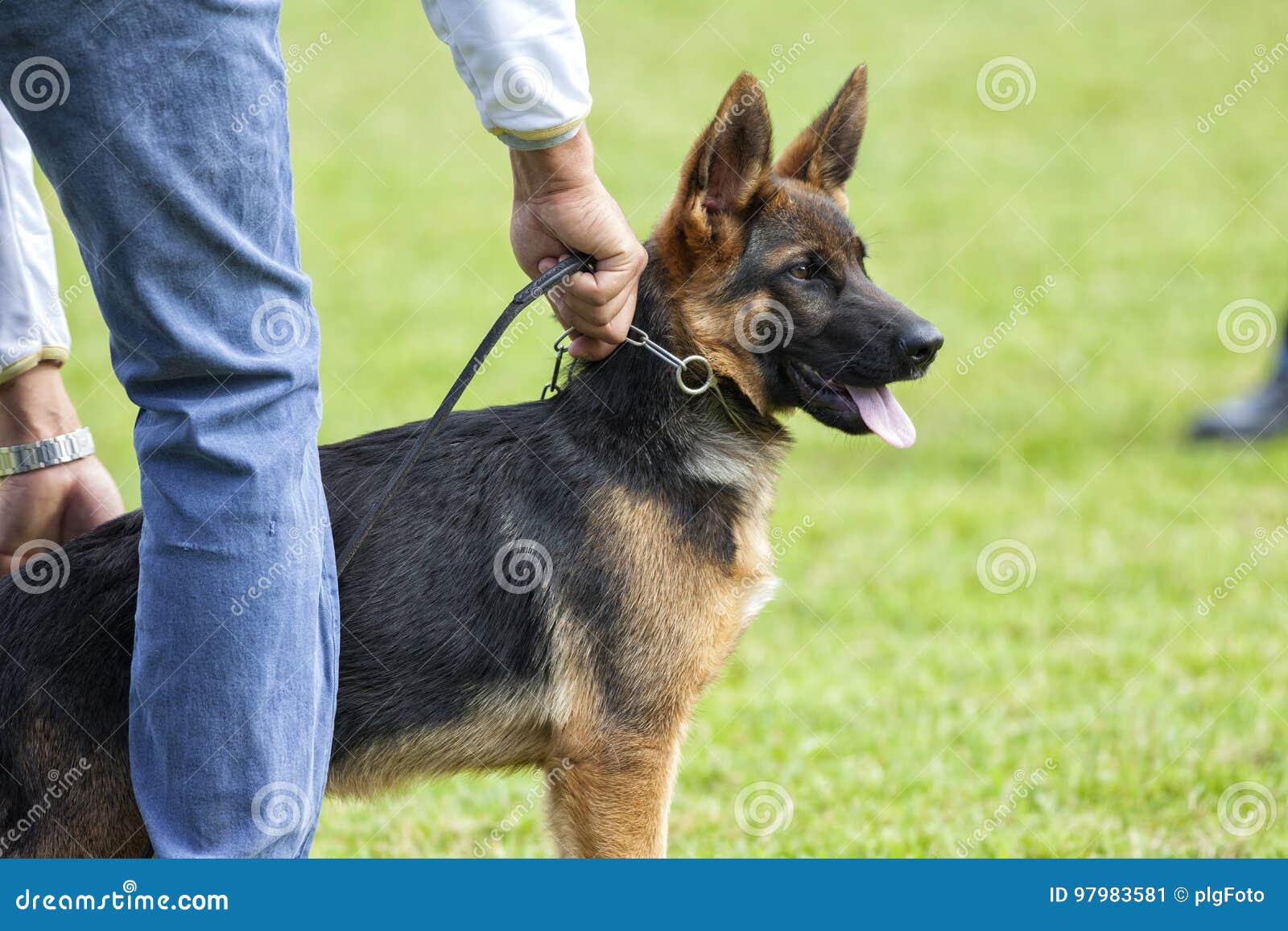 Canine contest. stock image. Image of pets, commanding - 97983581