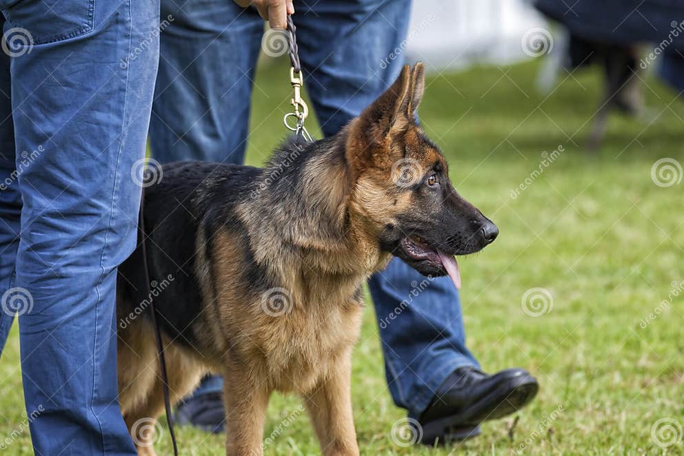 Canine contest. stock photo. Image of pets, championships - 97983724