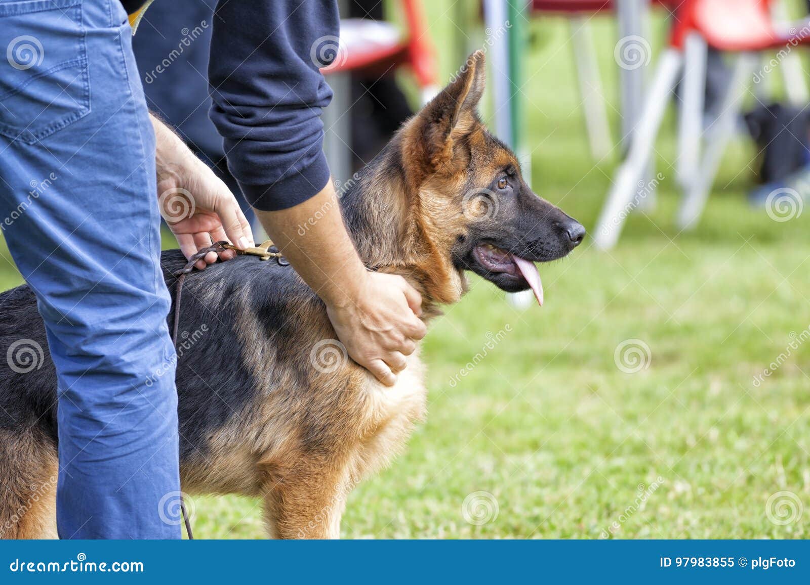 Canine contest. stock image. Image of champion, cityscapes - 97983855