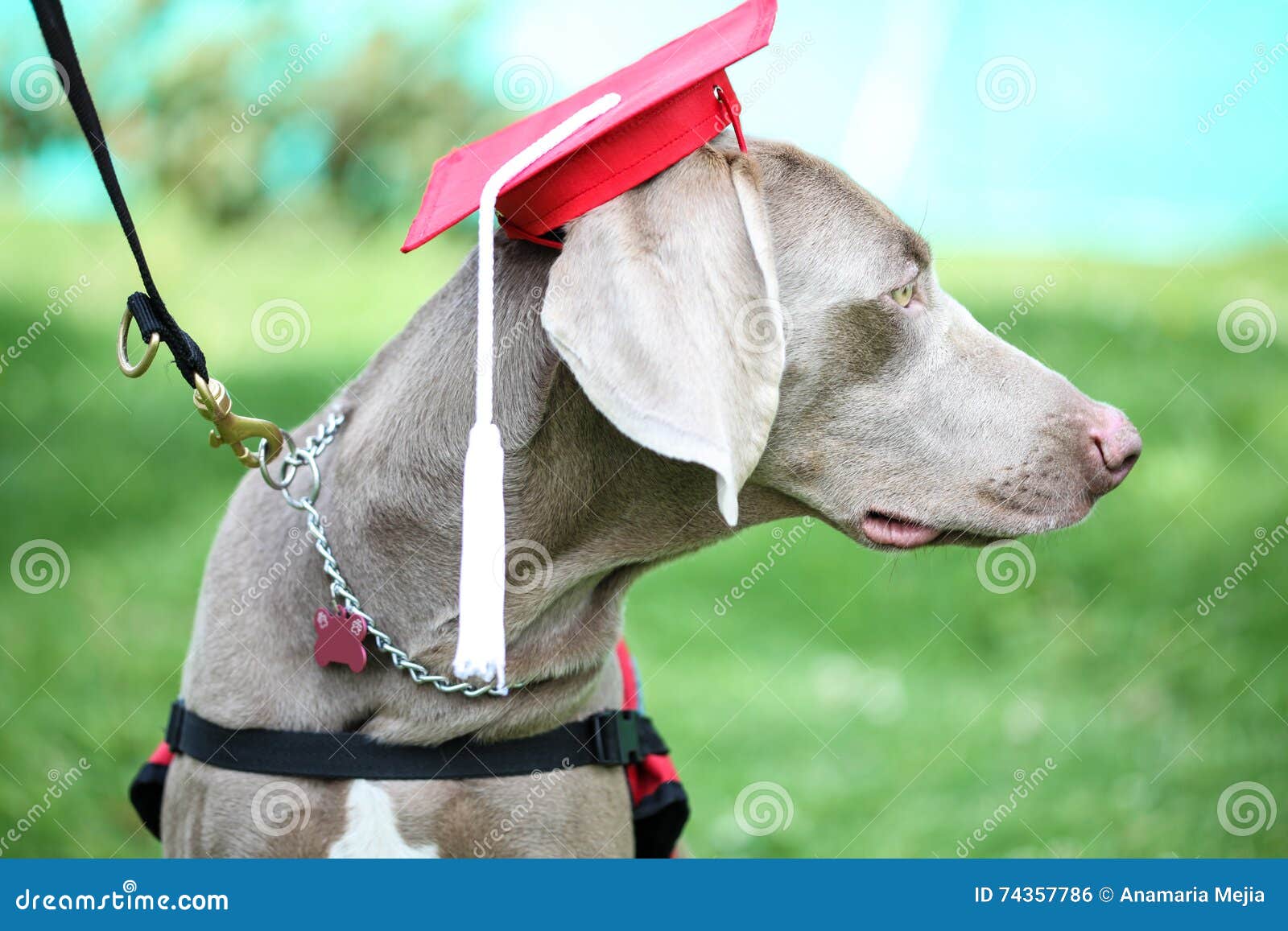 Canine graduation stock photo. Image of weimaraner, graduation - 74357786