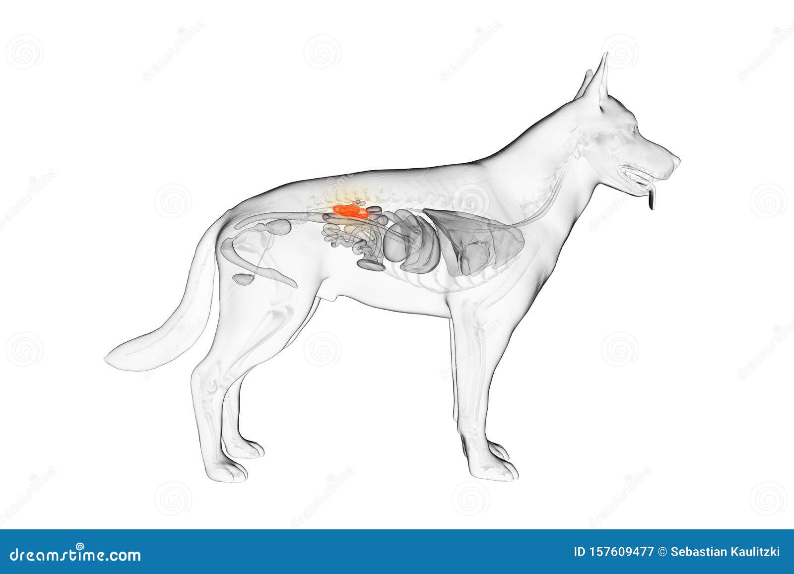 The canine kidneys stock illustration. Illustration of body - 157609477