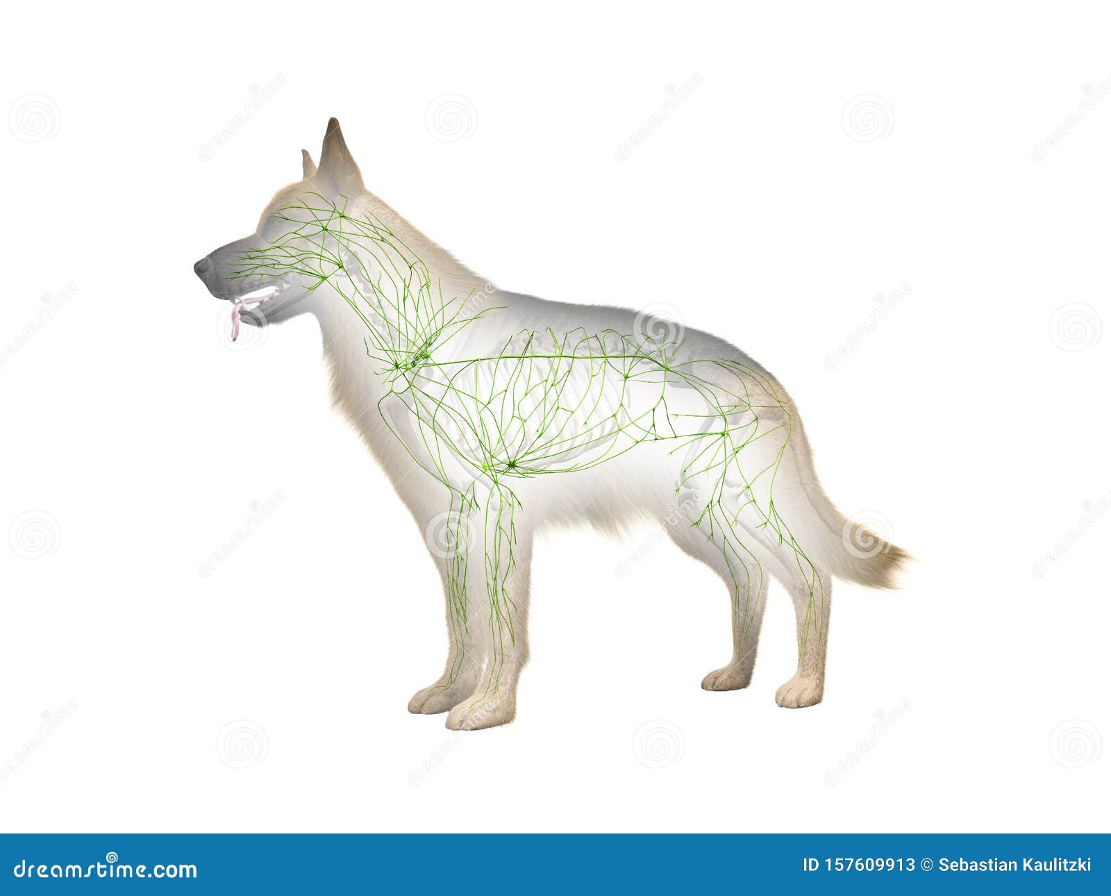 The Canine Lymphatic System Stock Illustration - Illustration of immune ...