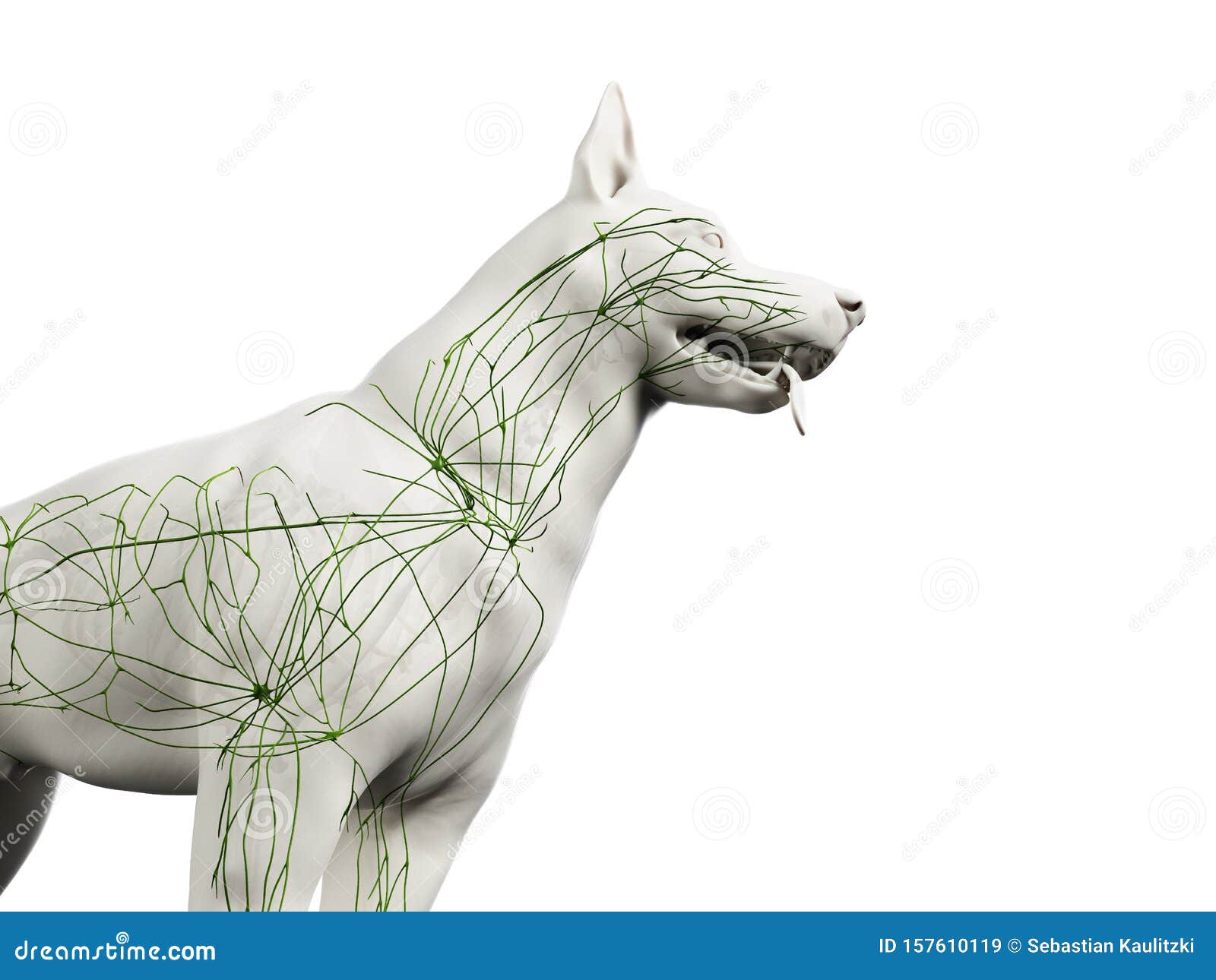 The Canine Lymphatic System Stock Illustration - Illustration of ...