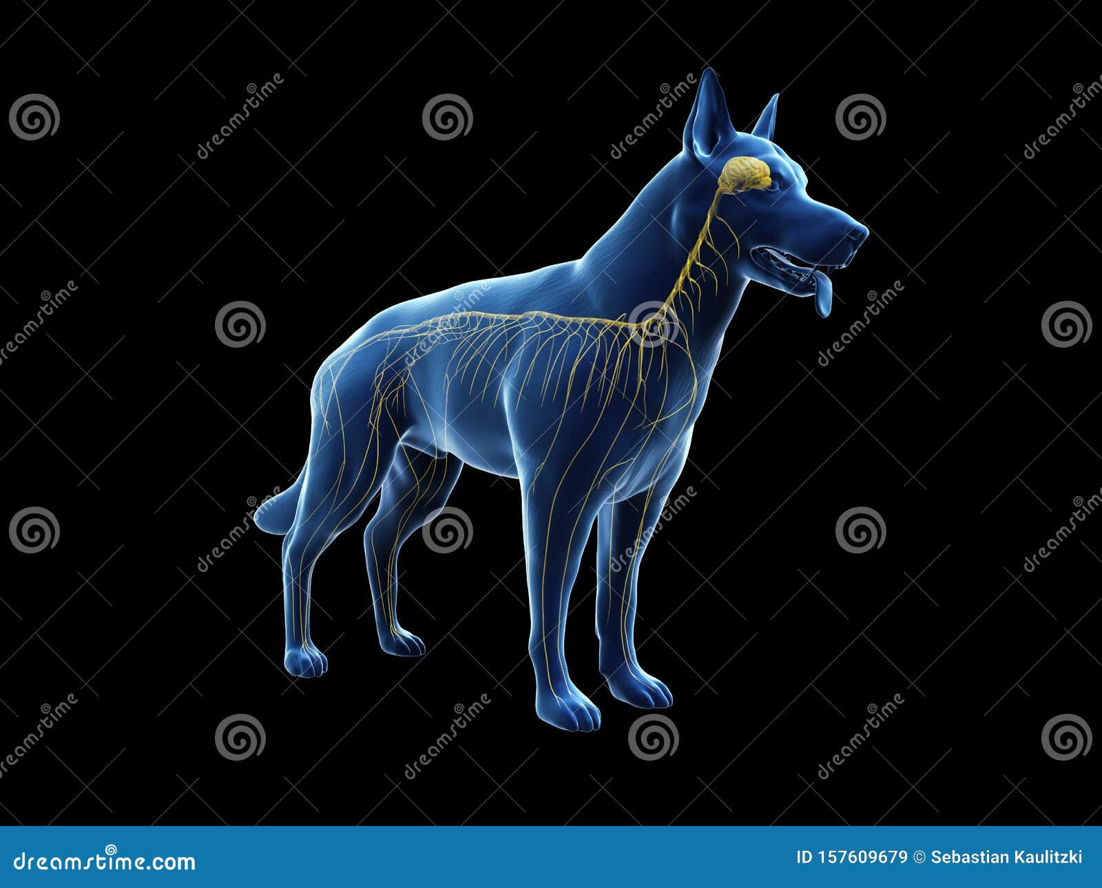 Dog Nervous System Anatomy Dog Skeleton/Nervous System Chart