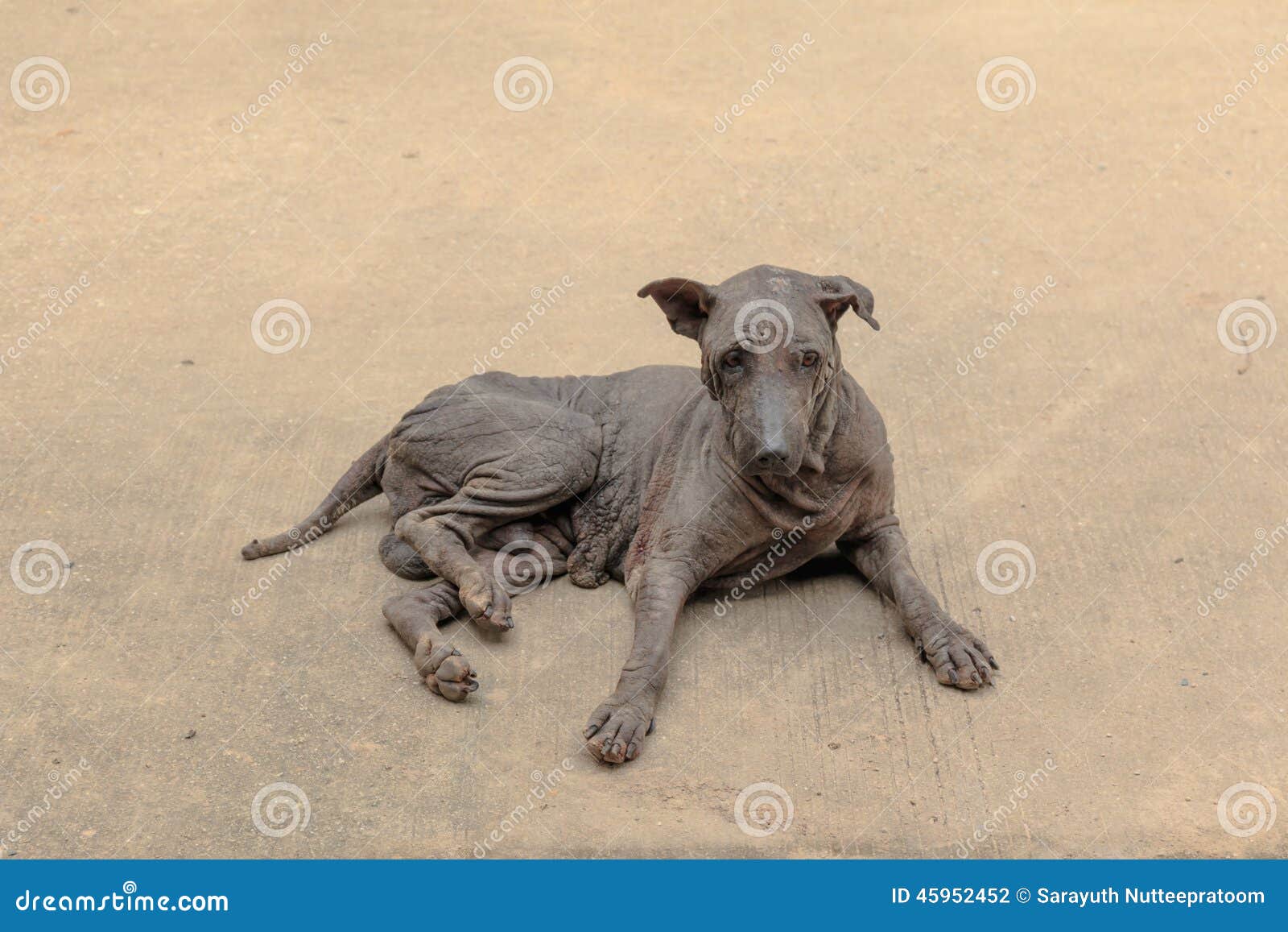 Canine scabies dog stock photo. Image of scratch, outdoor - 45952452