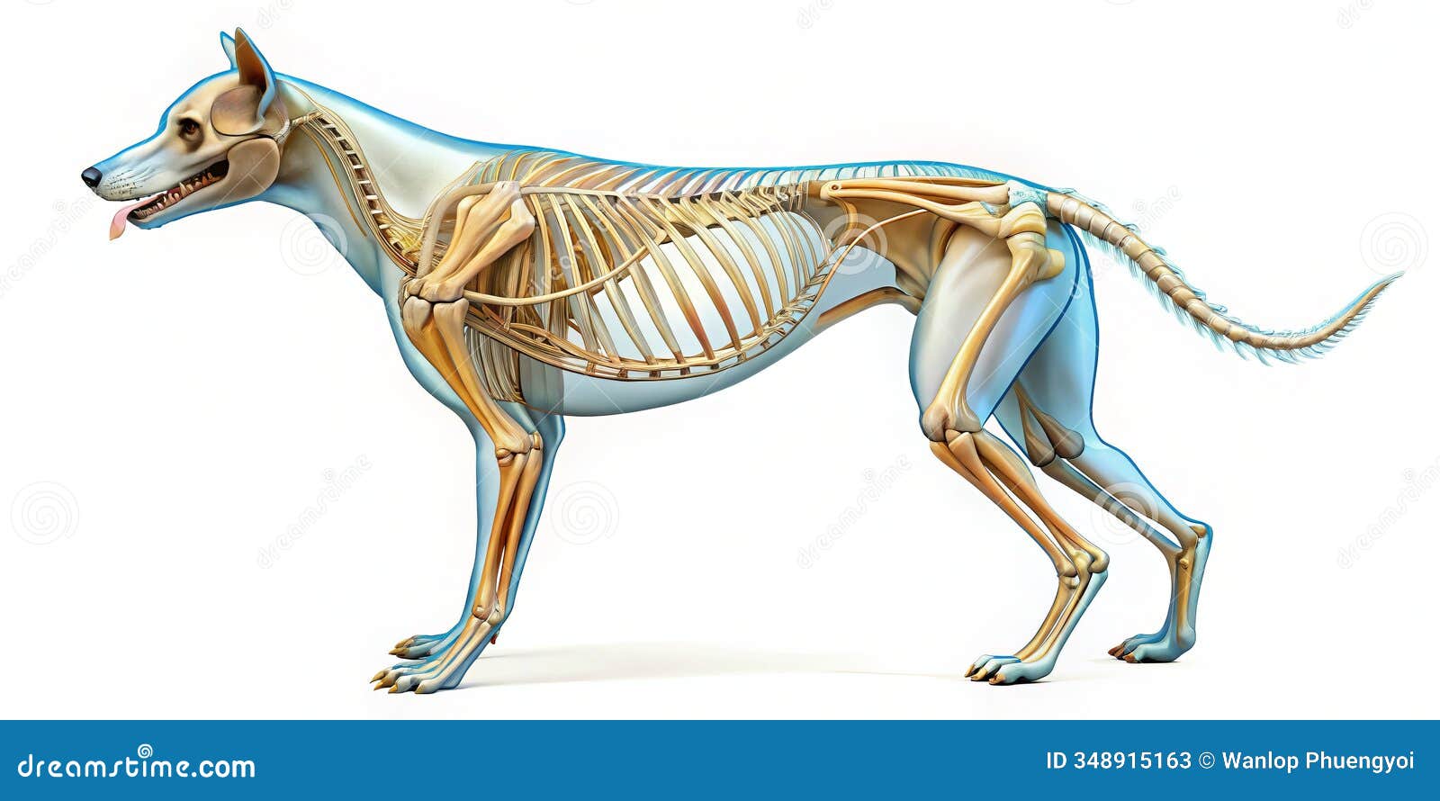 Understanding the Canine Skeletal System: a Comprehensive Overview of ...