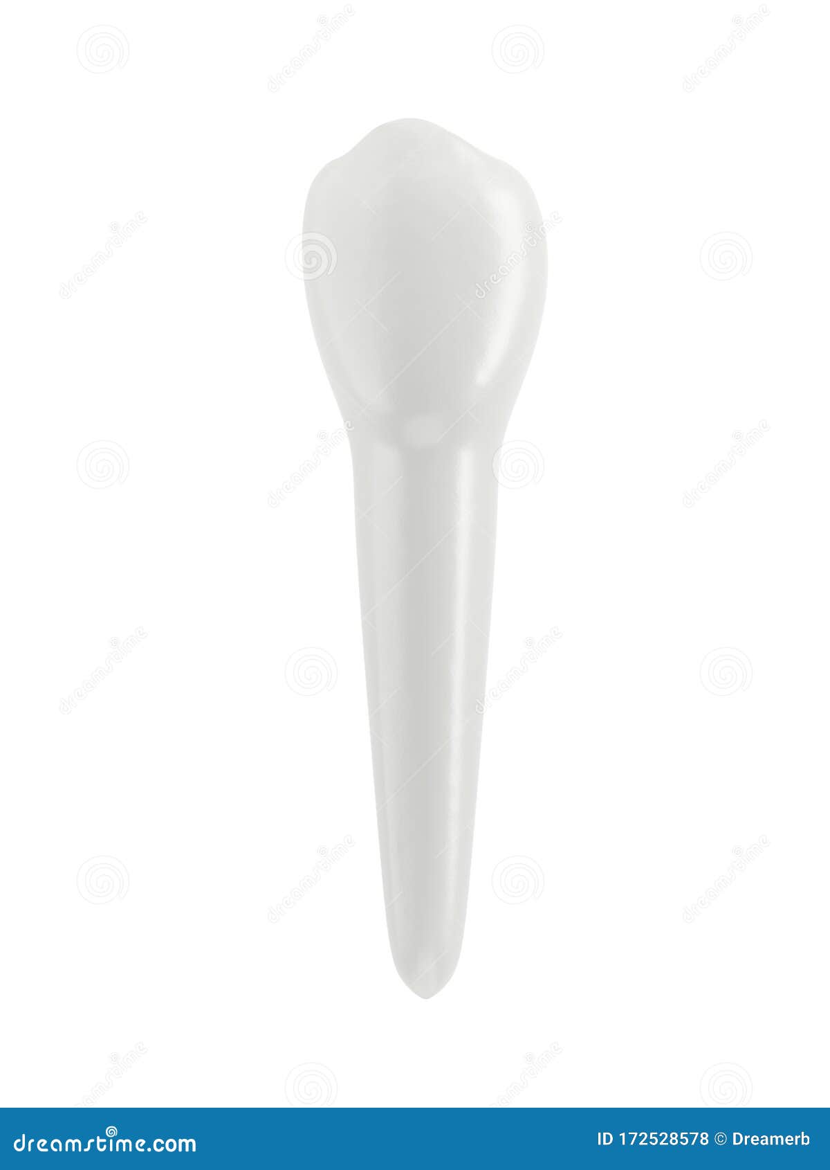 Canine Tooth Isolated on White Background. Single Object Stock ...