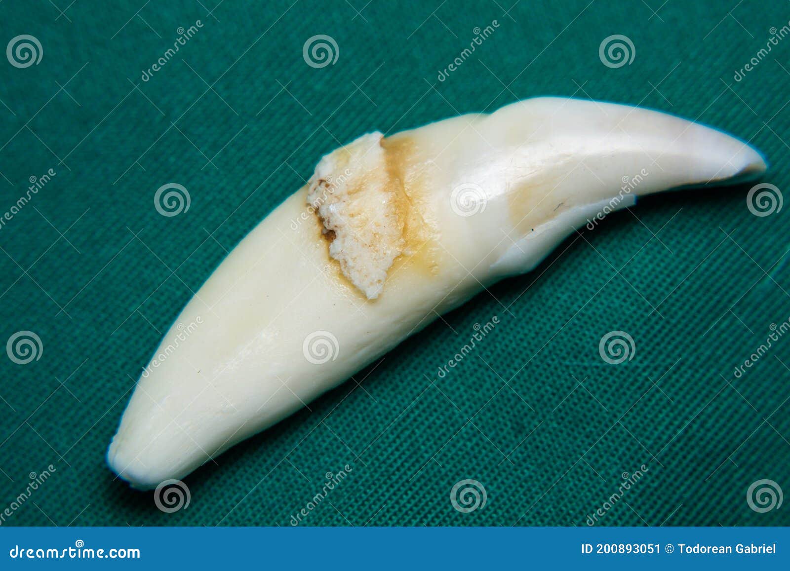 Canine Tooth of a Large Breed Dog Close-up Stock Image - Image of ...