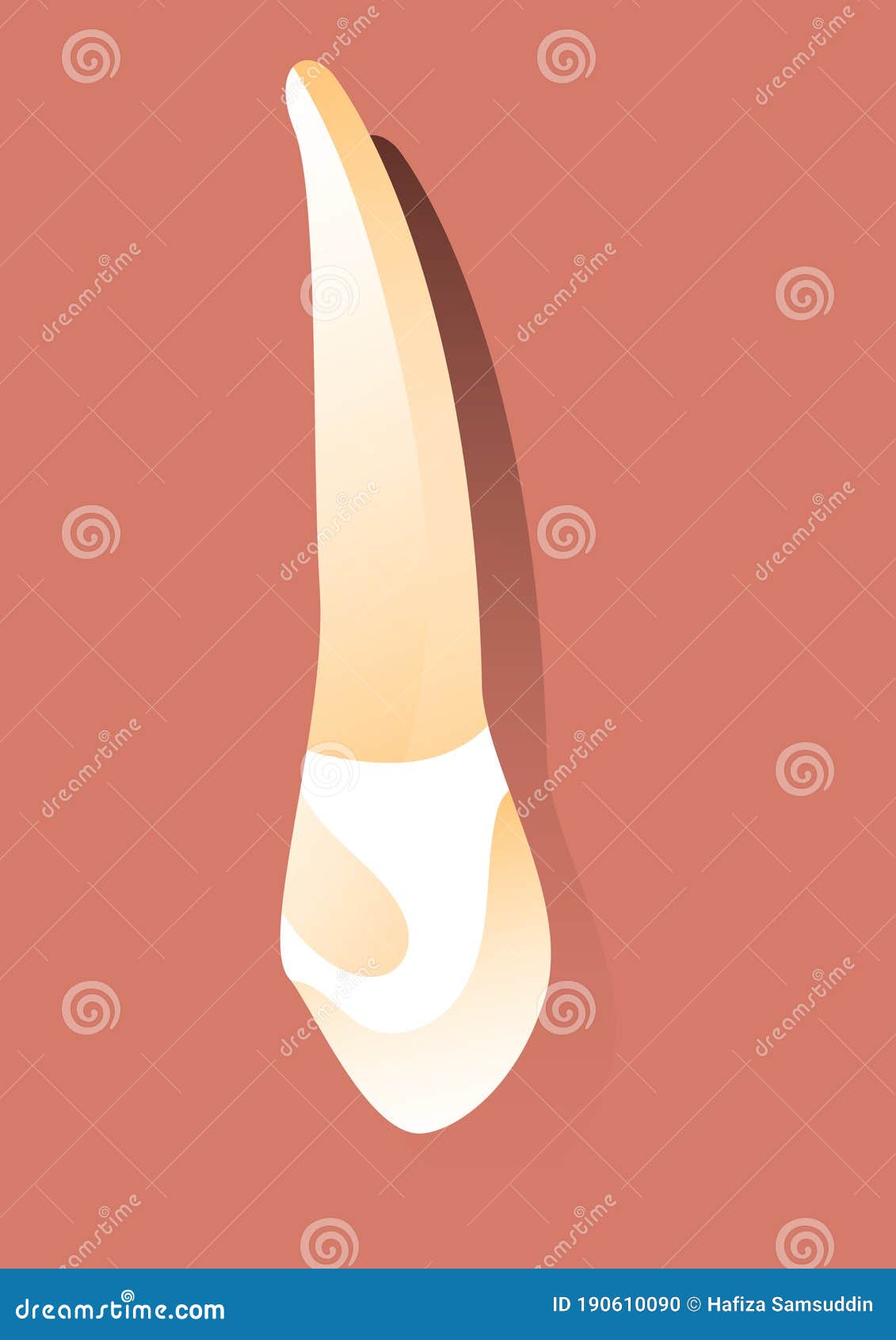 Canine Tooth. Vector Illustration Decorative Design Stock Vector ...