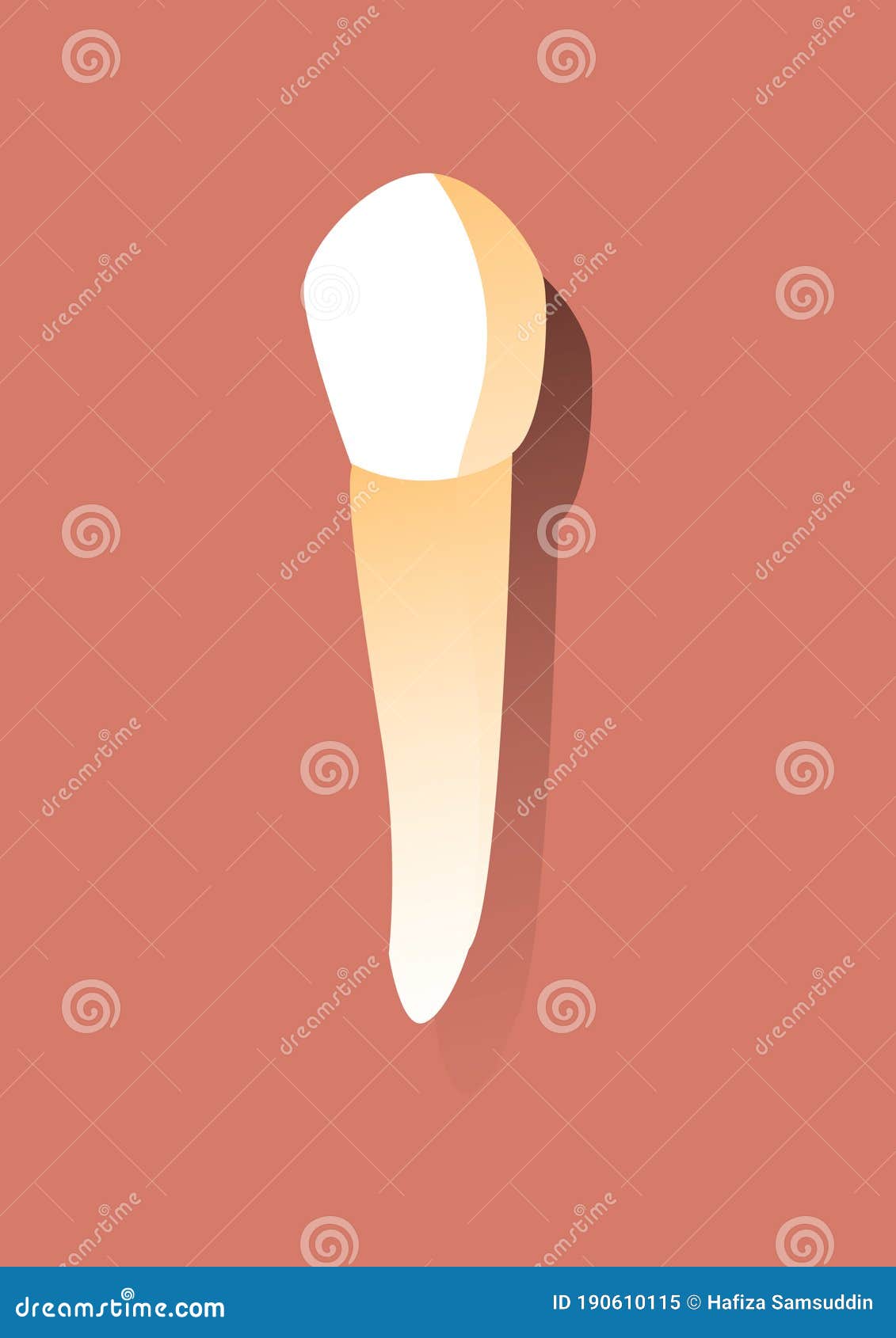 Canine Tooth. Vector Illustration Decorative Design Stock Vector ...