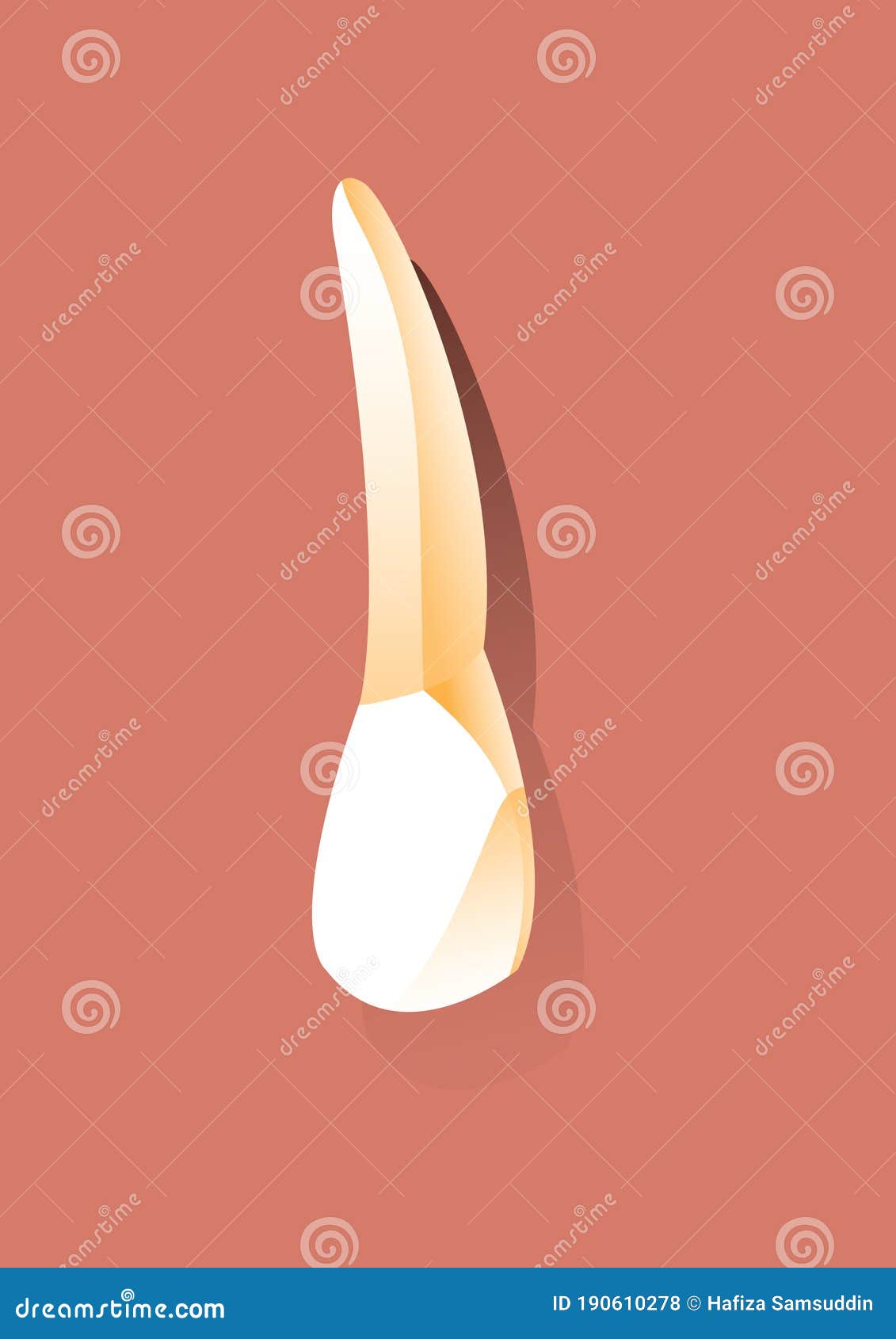 Canine Tooth. Vector Illustration Decorative Design Stock Vector ...
